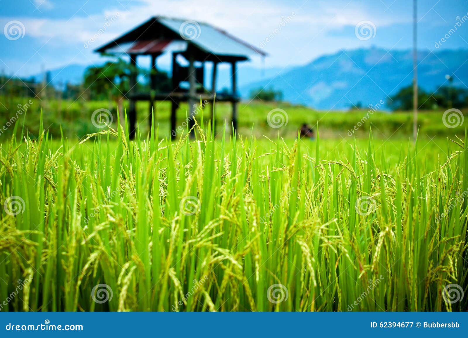 Green Rice Fields in the Central Valley. Stock Image - Image of love ...