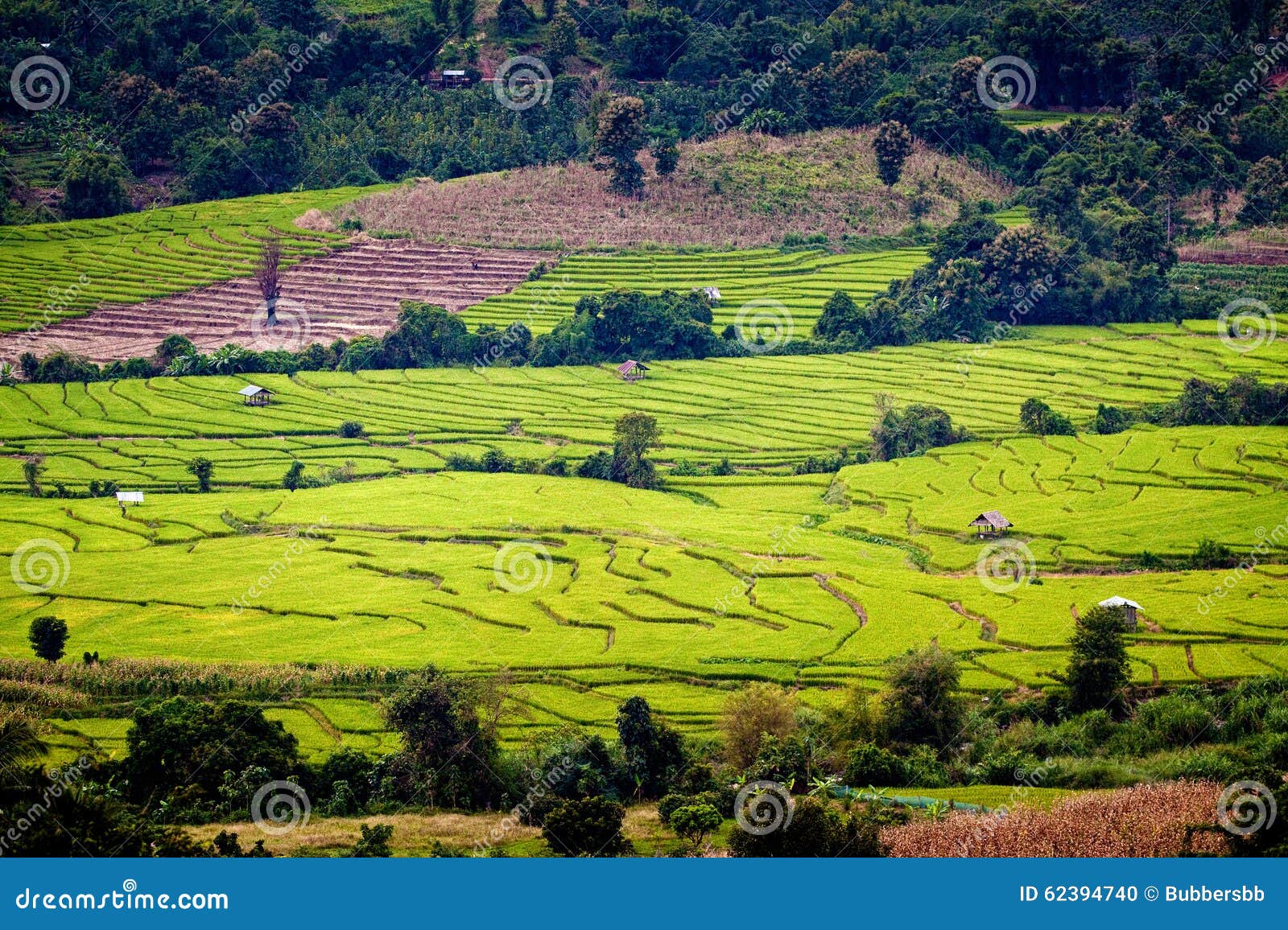 Green Rice Fields in the Central Valley. Stock Photo - Image of flower ...
