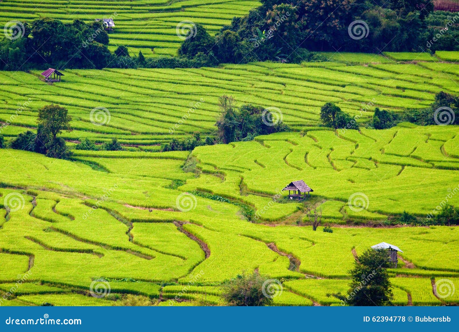 Green Rice Fields in the Central Valley. Stock Photo - Image of valley ...