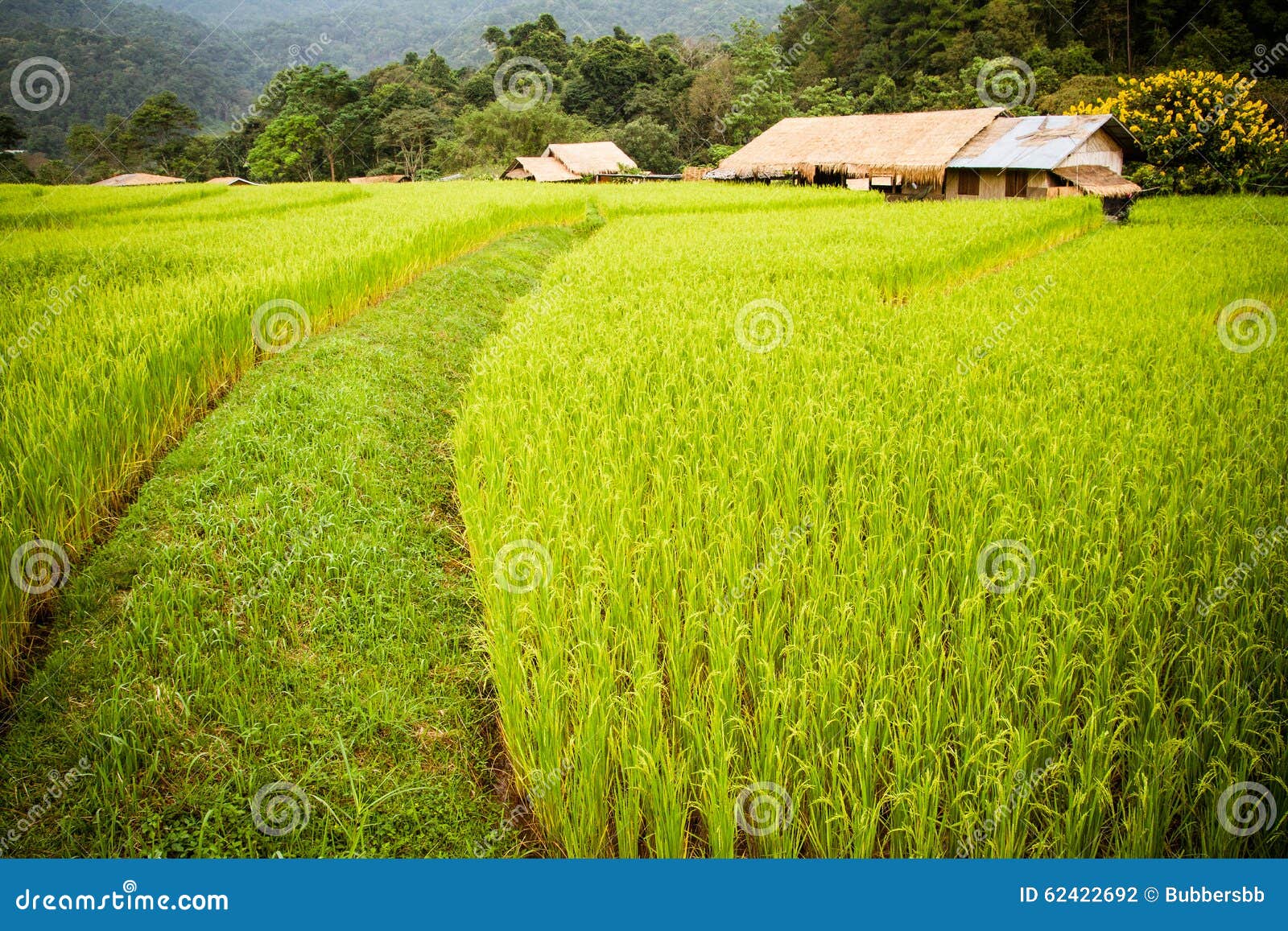 Green Rice Fields in the Central Valley. Stock Photo - Image of grass ...