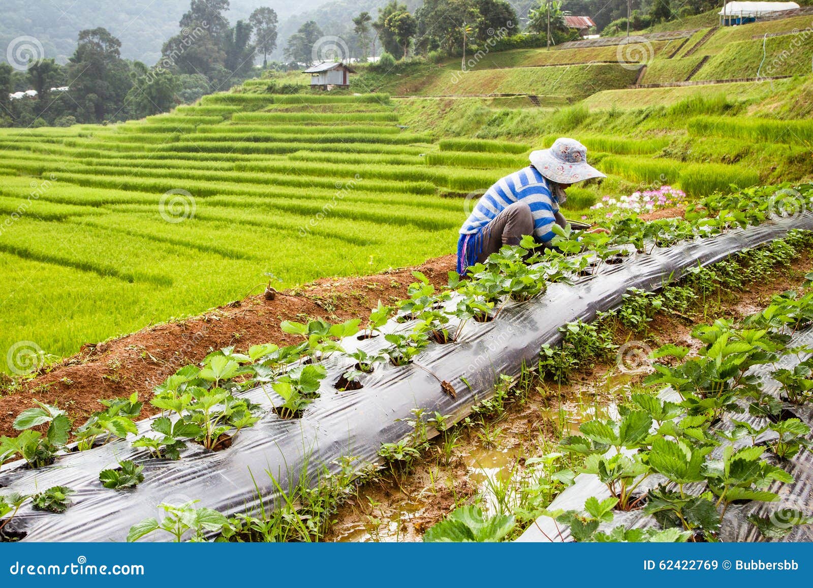 Green Rice Fields in the Central Valley. Stock Image - Image of face ...