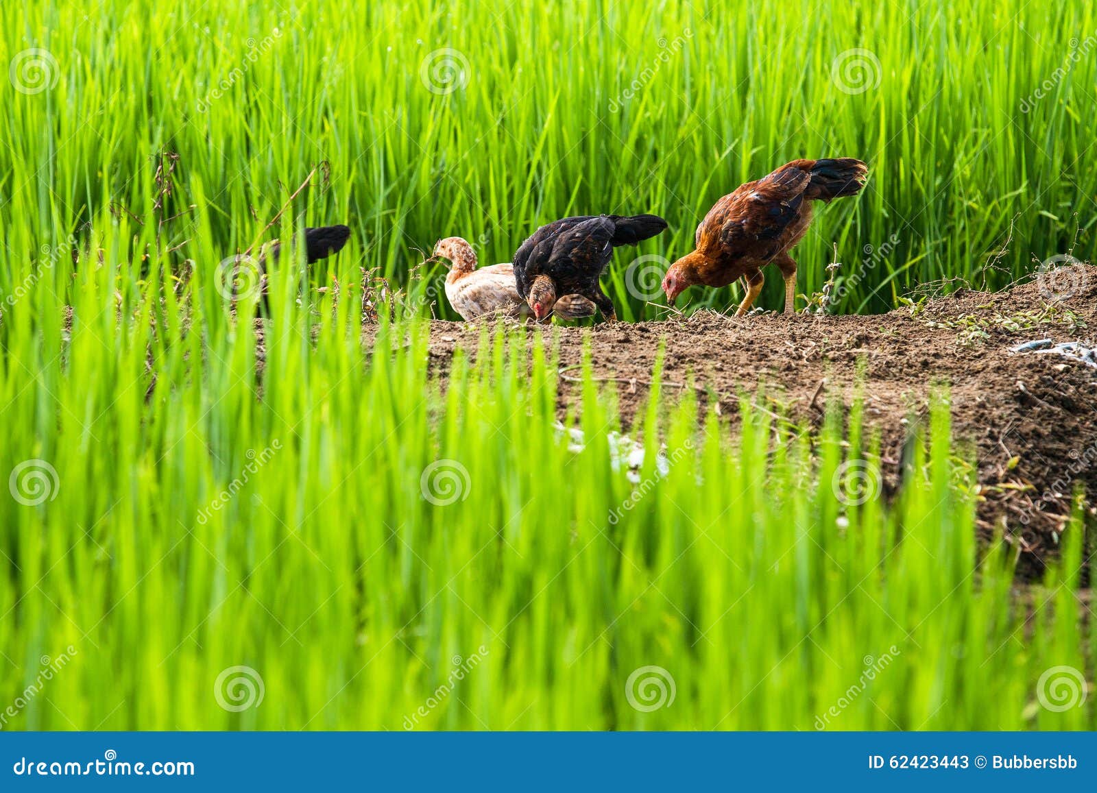 Green Rice Fields in the Central Valley. Stock Image - Image of nature ...