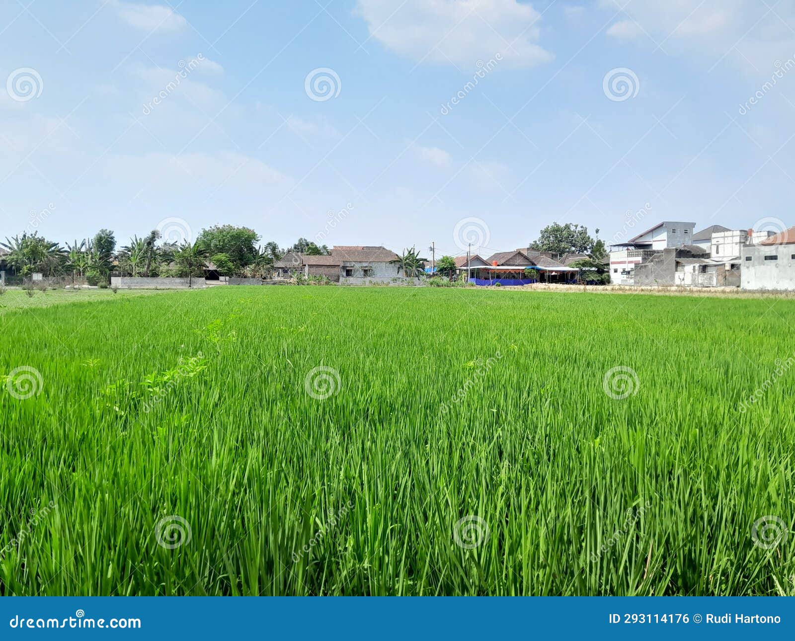 Green Rice Fields on the Edge of the Village Stock Photo - Image of ...