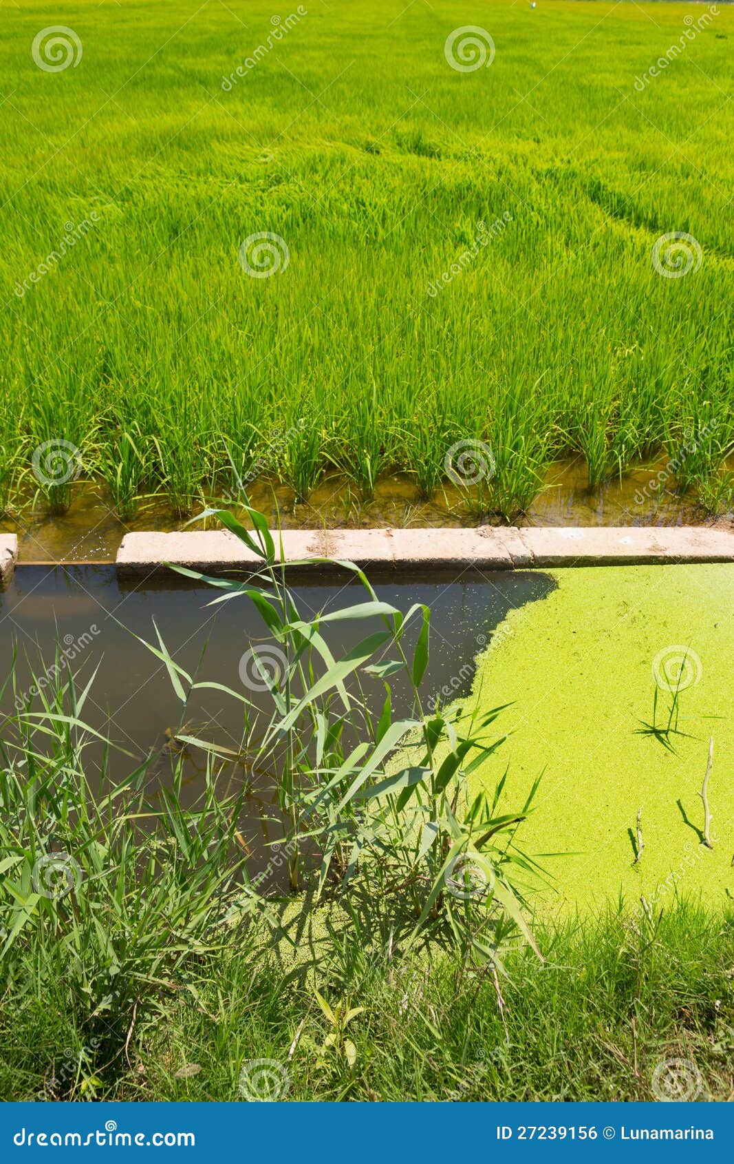 Green Rice Fields in El Saler Valencia Stock Photo - Image of plant ...