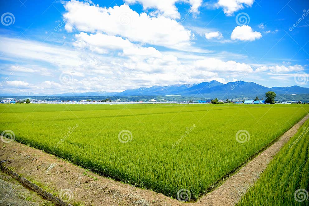 Green rice fields in Japan stock image. Image of food - 33403967