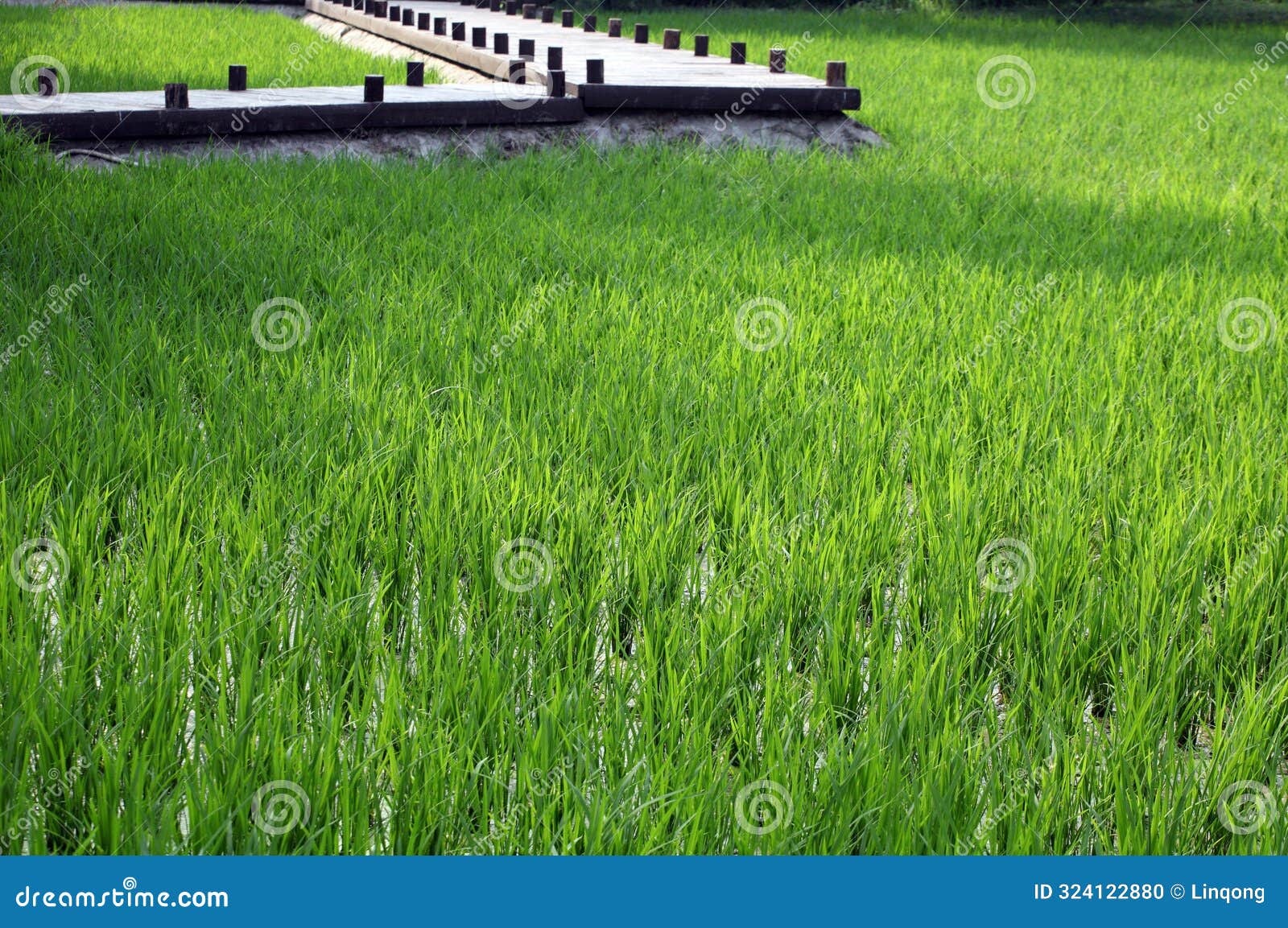 Green rice fields in June stock photo. Image of june - 324122880