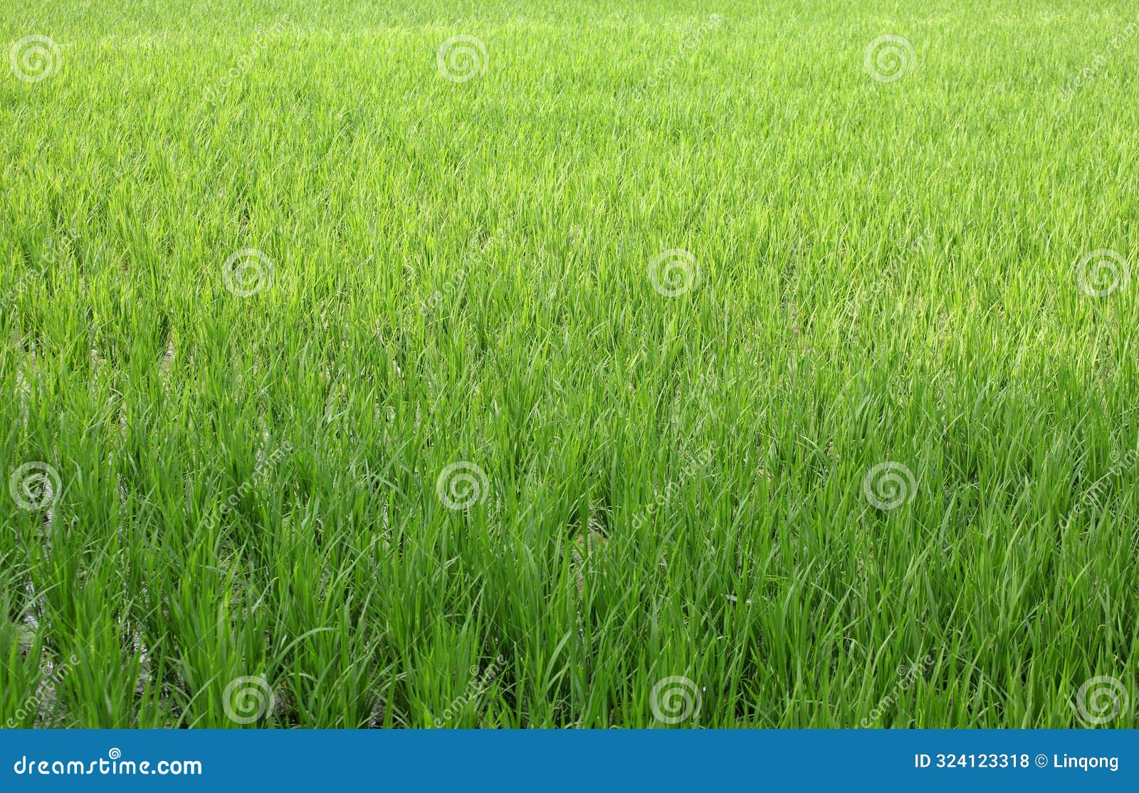 Green rice fields in June stock photo. Image of time - 324123318