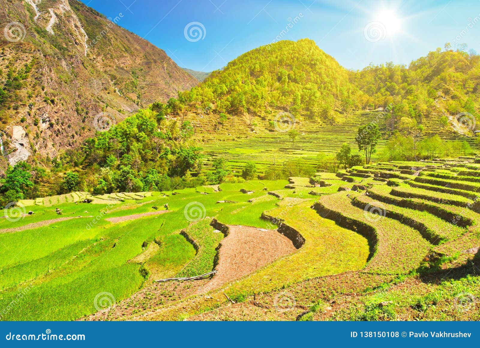 Rice Fields in the Himalayan Hills Stock Photo - Image of farm, growth ...