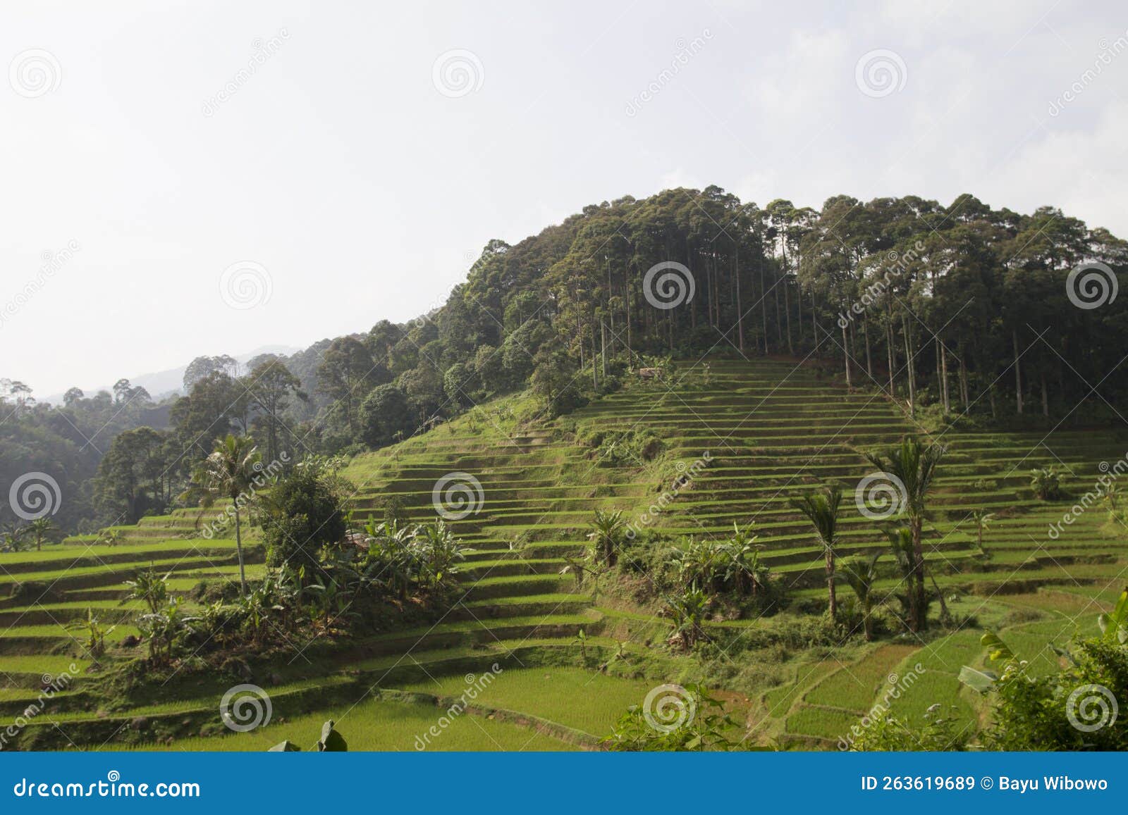 Terracing Is A Technique Of Planting In The Highlands Royalty-Free ...