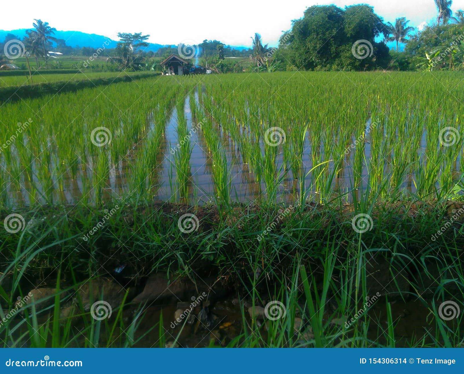 Green rice fields stock photo. Image of green, rice - 154306314