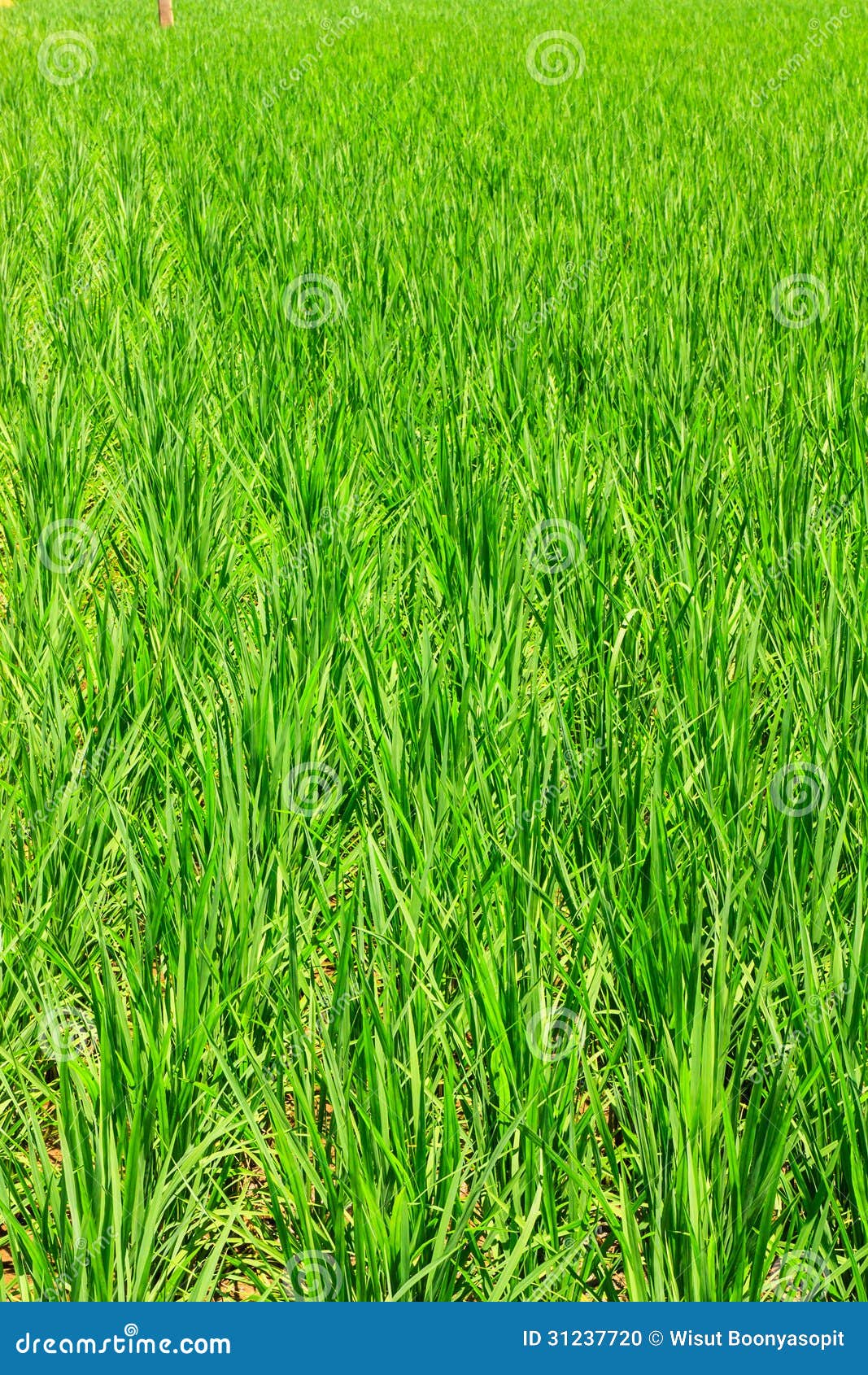 Green rice fields stock photo. Image of idyllic, farming - 31237720