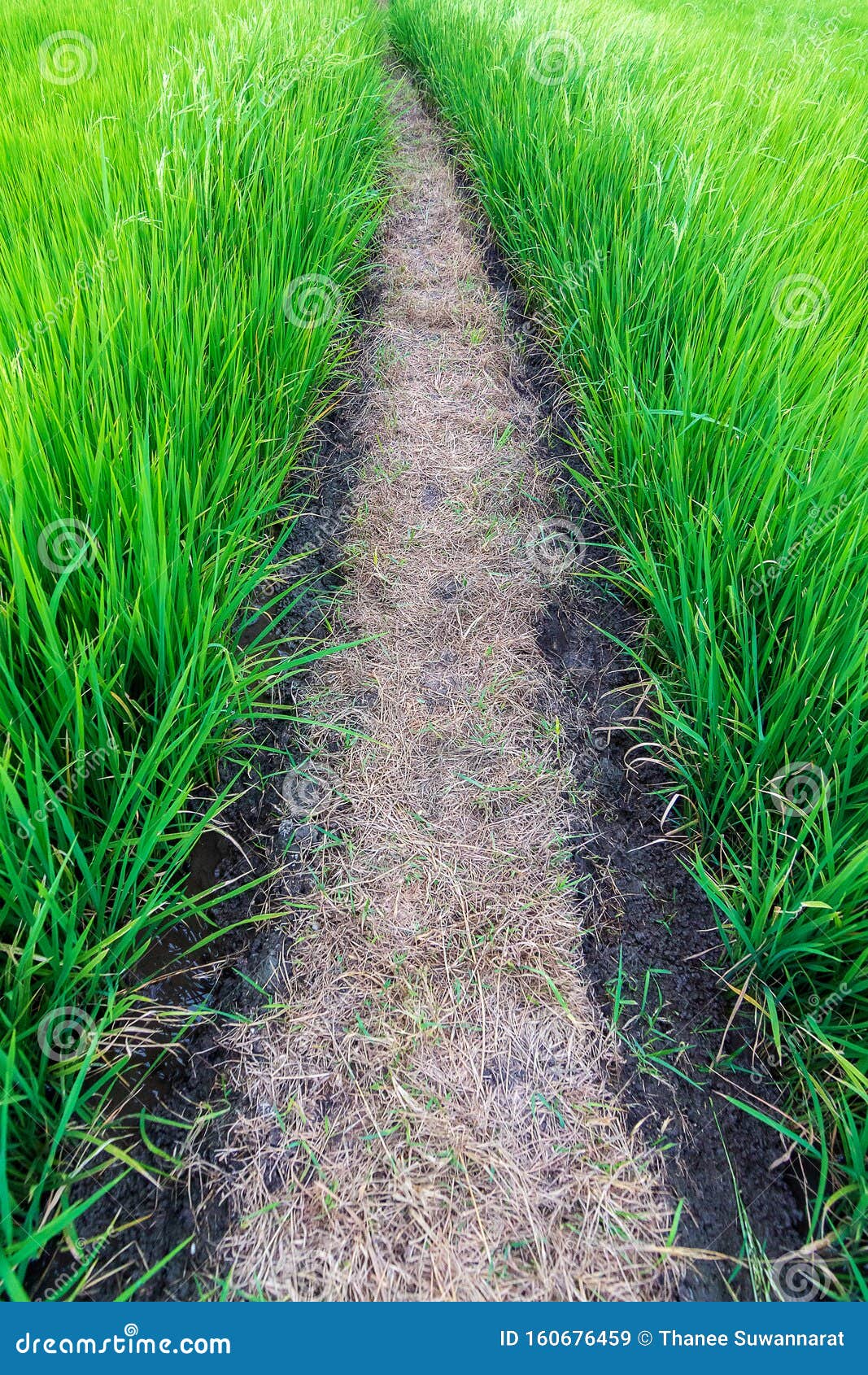 Path In The Middle Of The Fields, And Alley Of Trees In The Background ...