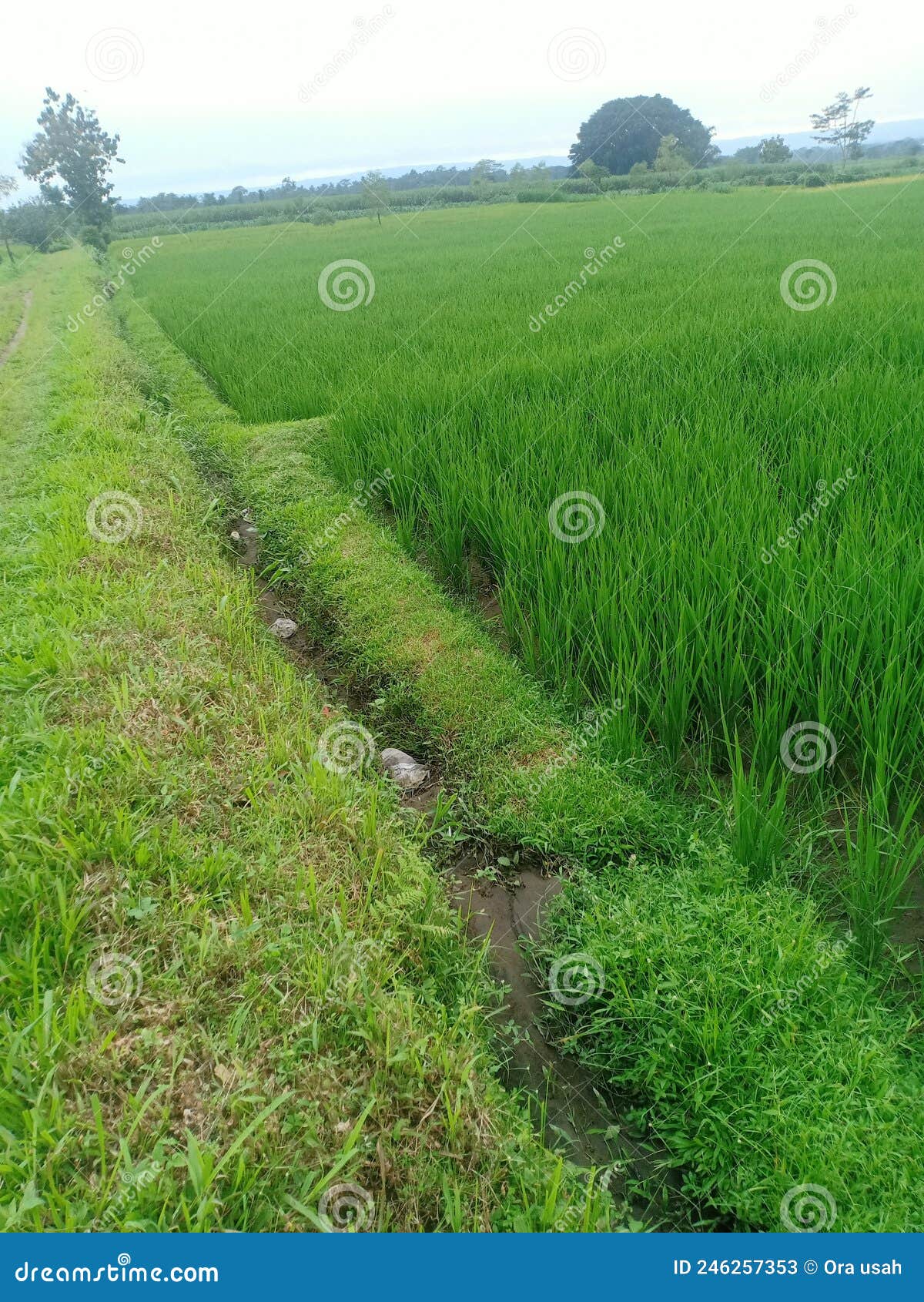Green Rice Fields Pictures Suitable for Home Screen Pictures Stock ...
