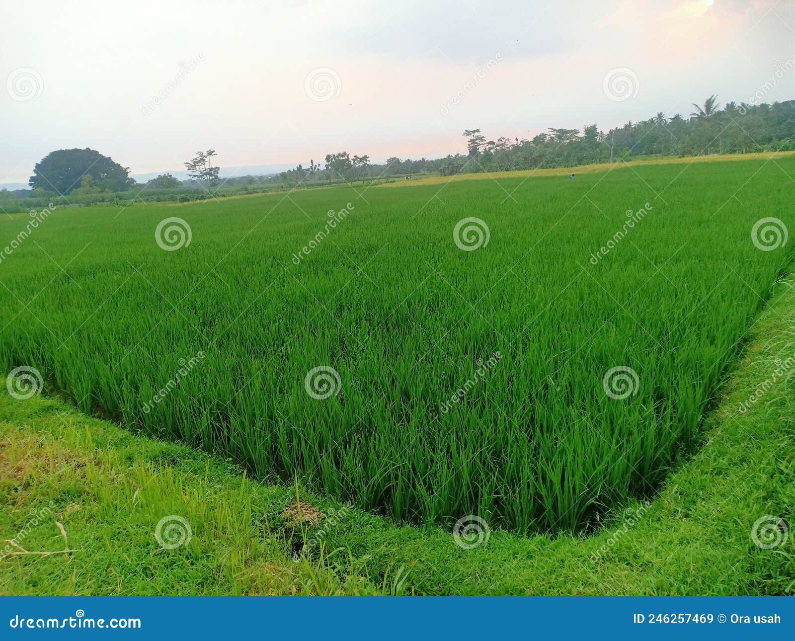 Green Rice Fields Pictures Suitable for Home Screen Pictures Stock ...
