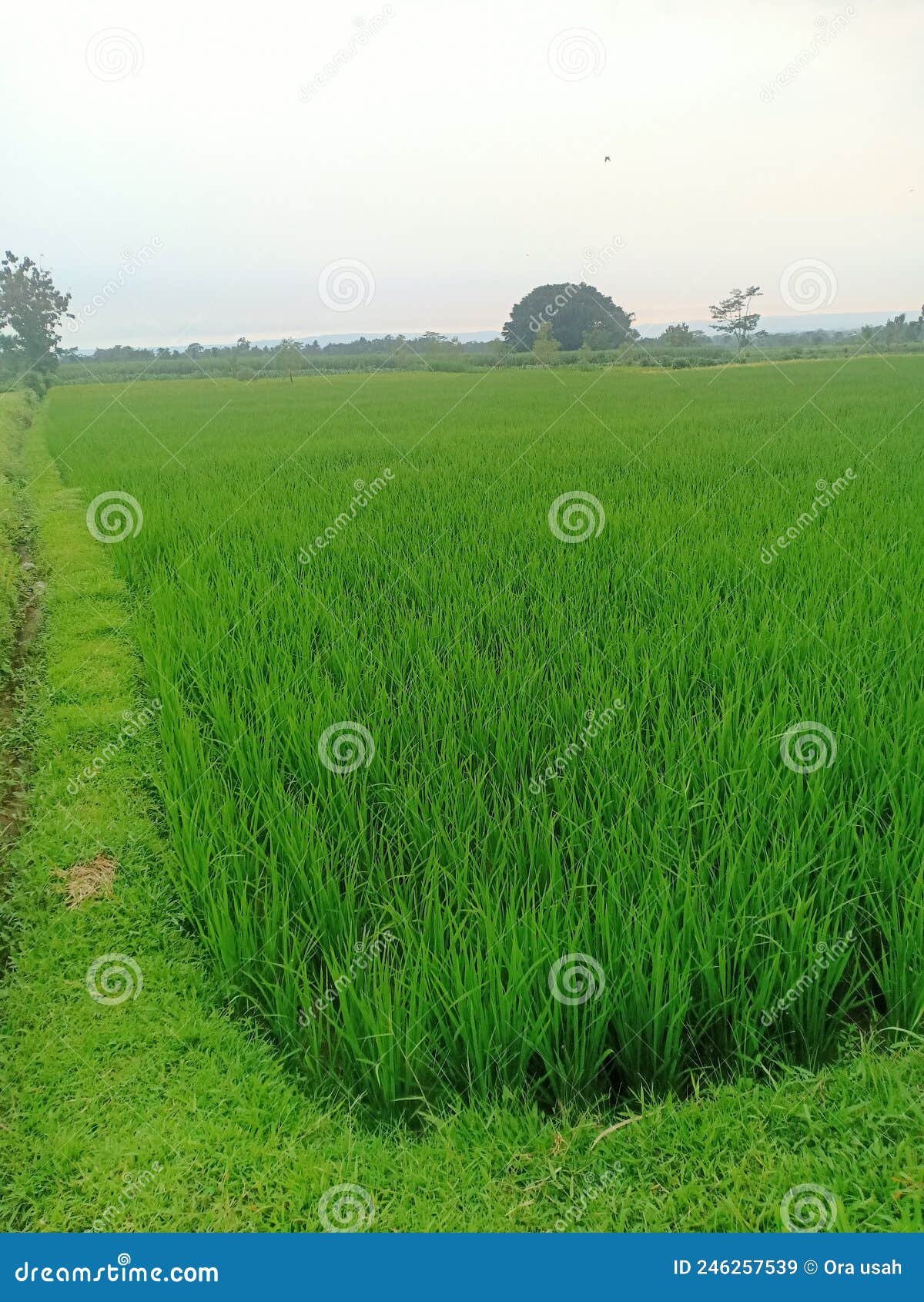 Green Rice Fields Pictures Suitable for Home Screen Pictures Stock ...