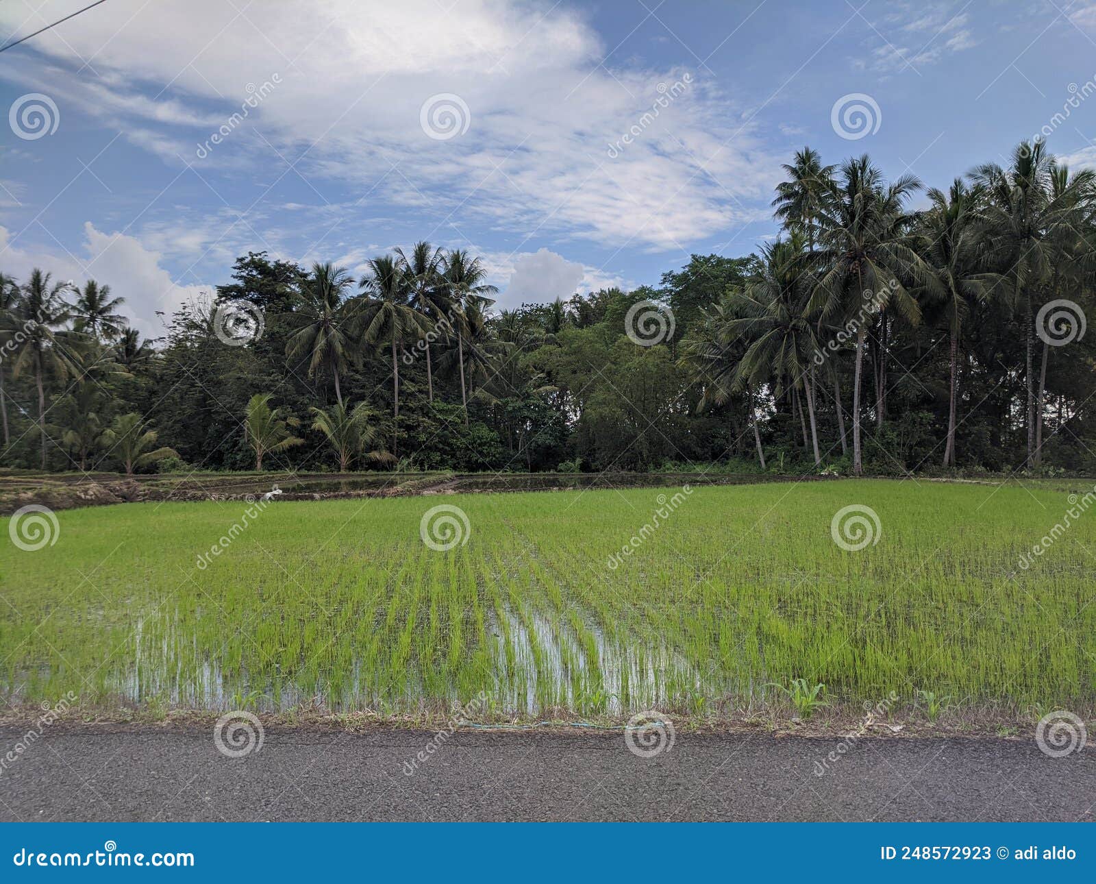 Green Rice Fields by the Roadside Stock Image - Image of farm, lawn ...