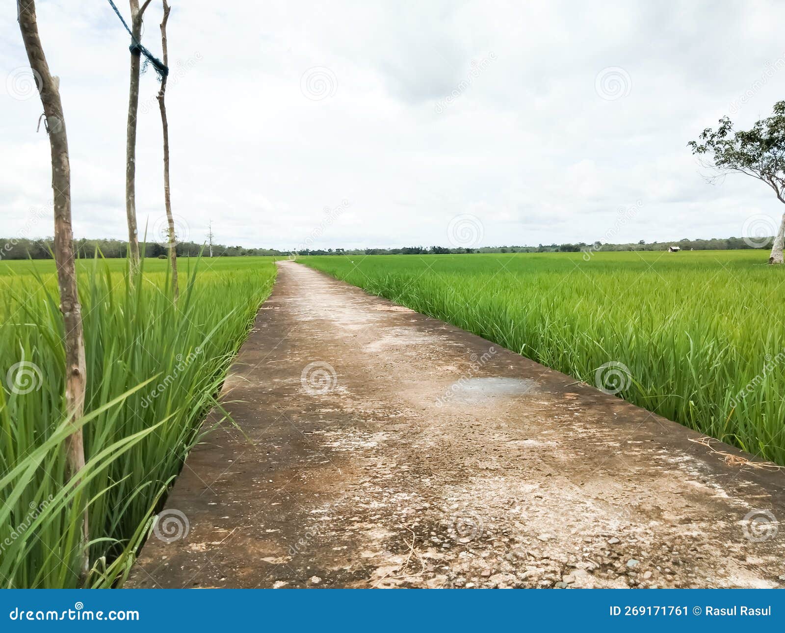 Green Rice Fields in Rural Rice Fields Stock Image - Image of rice ...