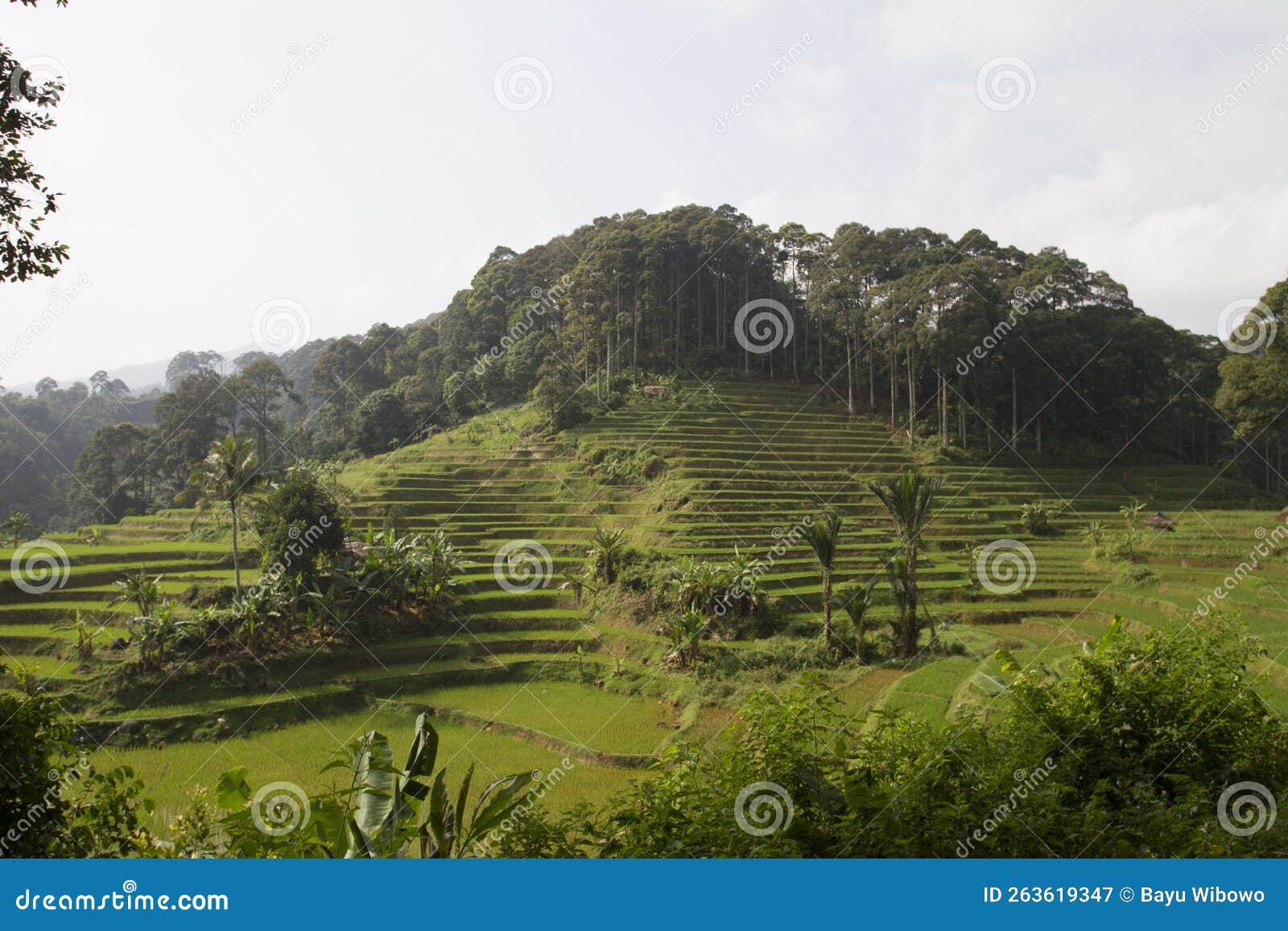 Terracing Techniques Stock Photos - Free & Royalty-Free Stock Photos ...