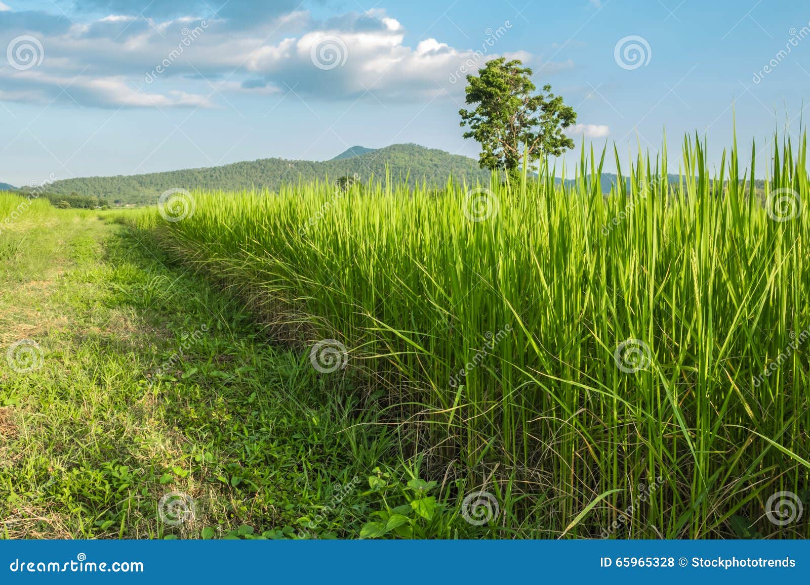 Green Rice Fields of Thailand. Stock Photo - Image of horizon, green ...