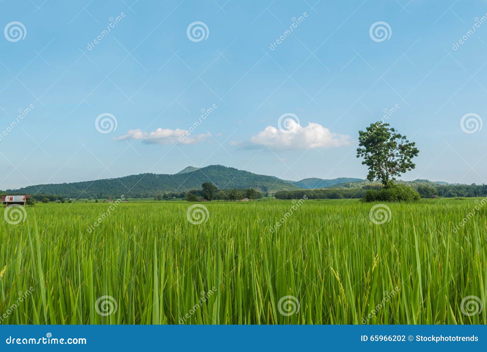Green Rice Fields of Thailand. Stock Photo - Image of asia, landscape ...