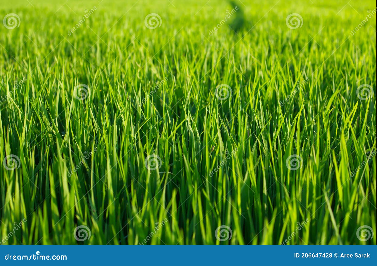 Green Rice Fields Under the Morning Sunshine on the Country Side of ...