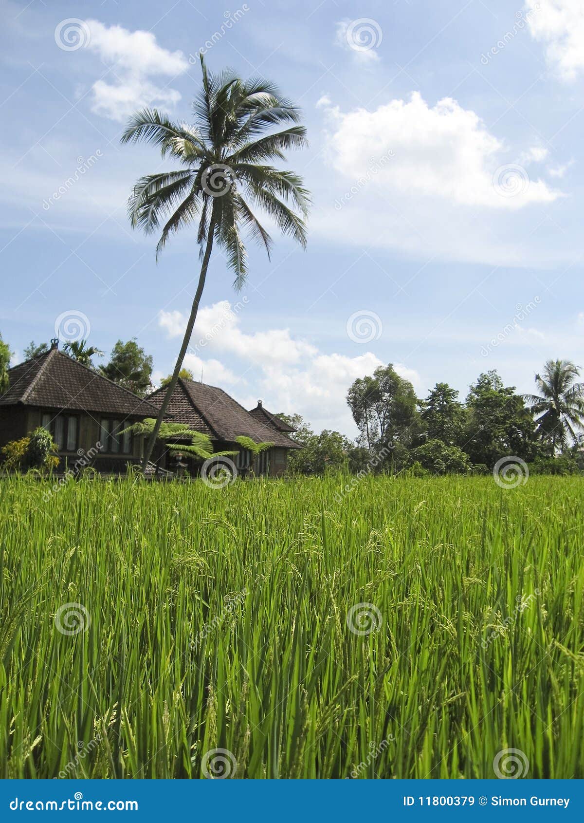 Green Rice Fields Villa Bali Stock Image - Image of green, field: 11800379