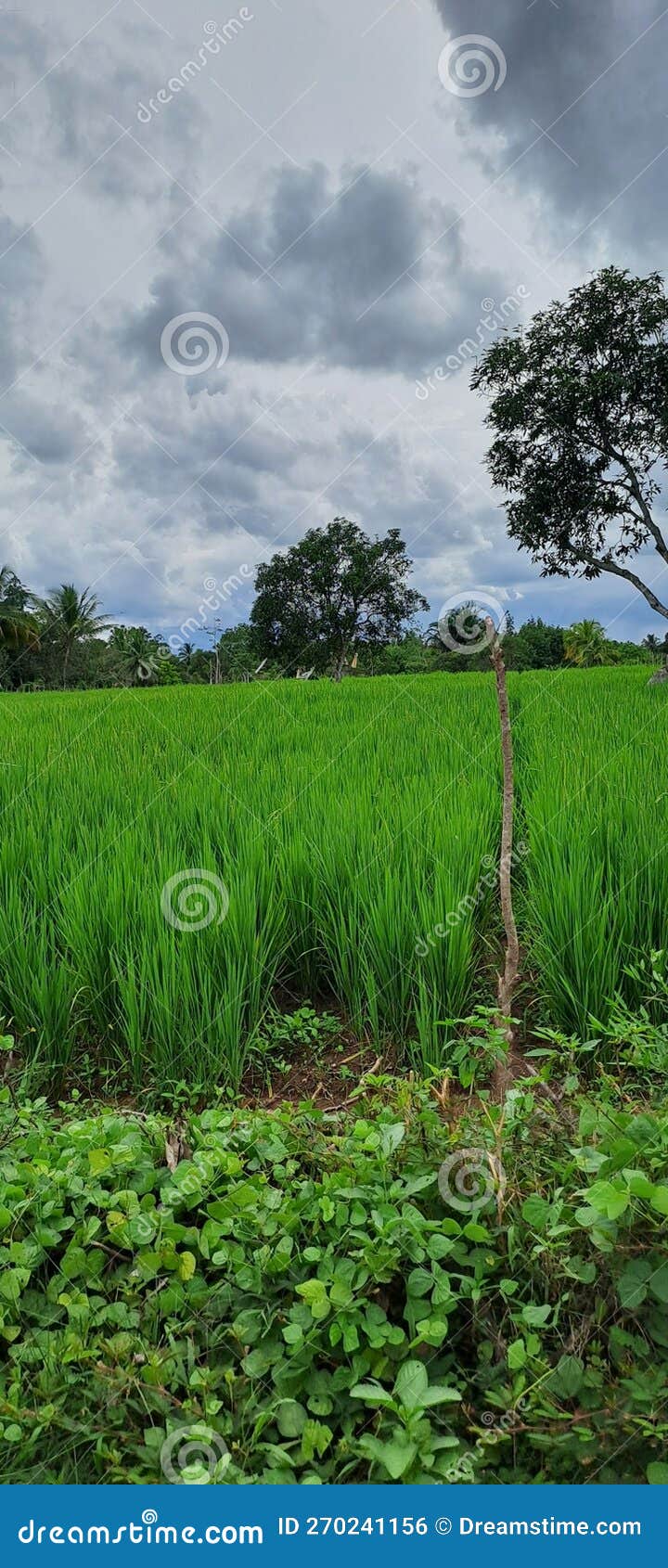 Green Rice in the Fields Wide View Stock Photo - Image of flower ...