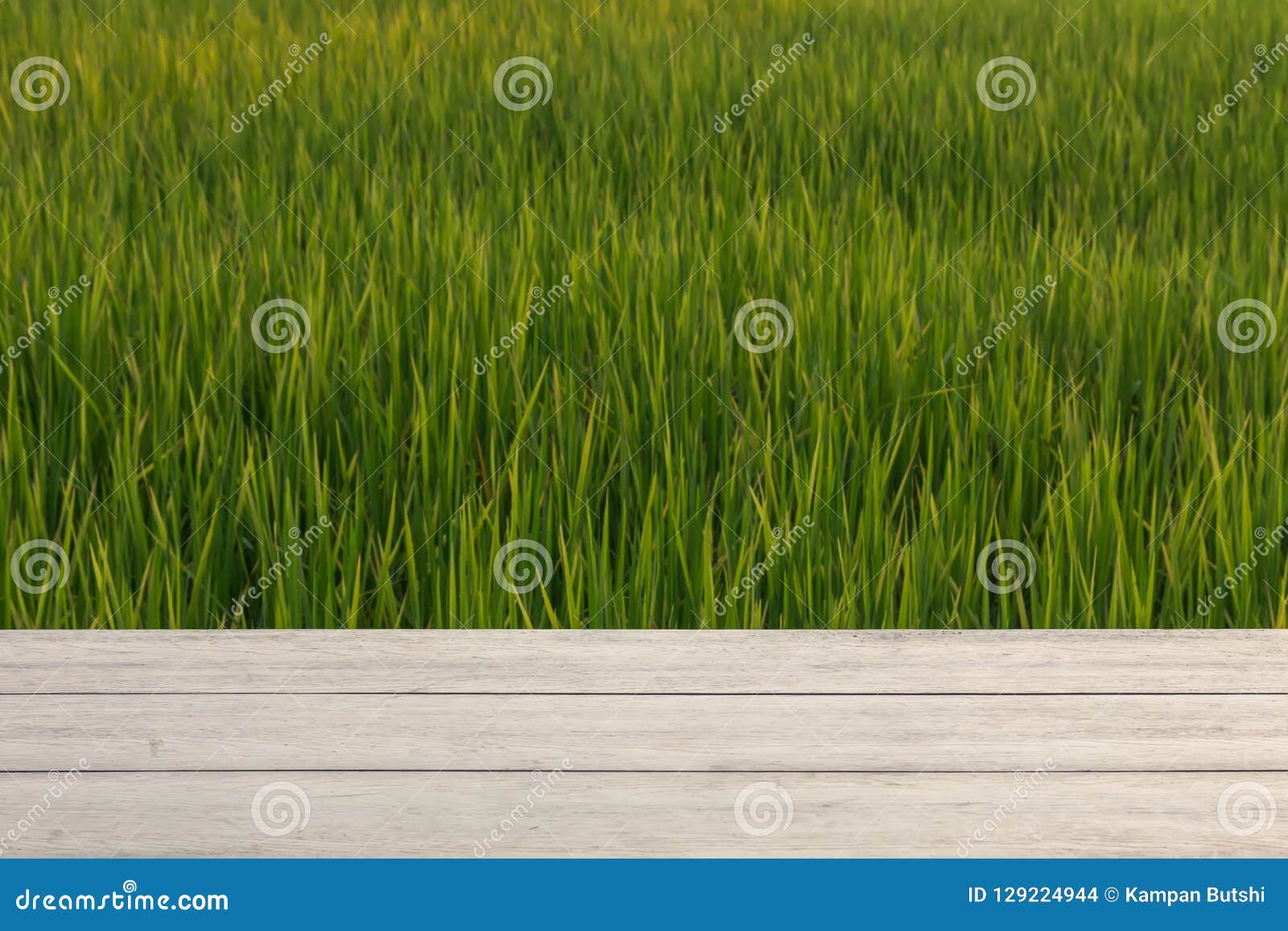 Green Rice Fields and Wooden Table for Display Products Stock Photo ...