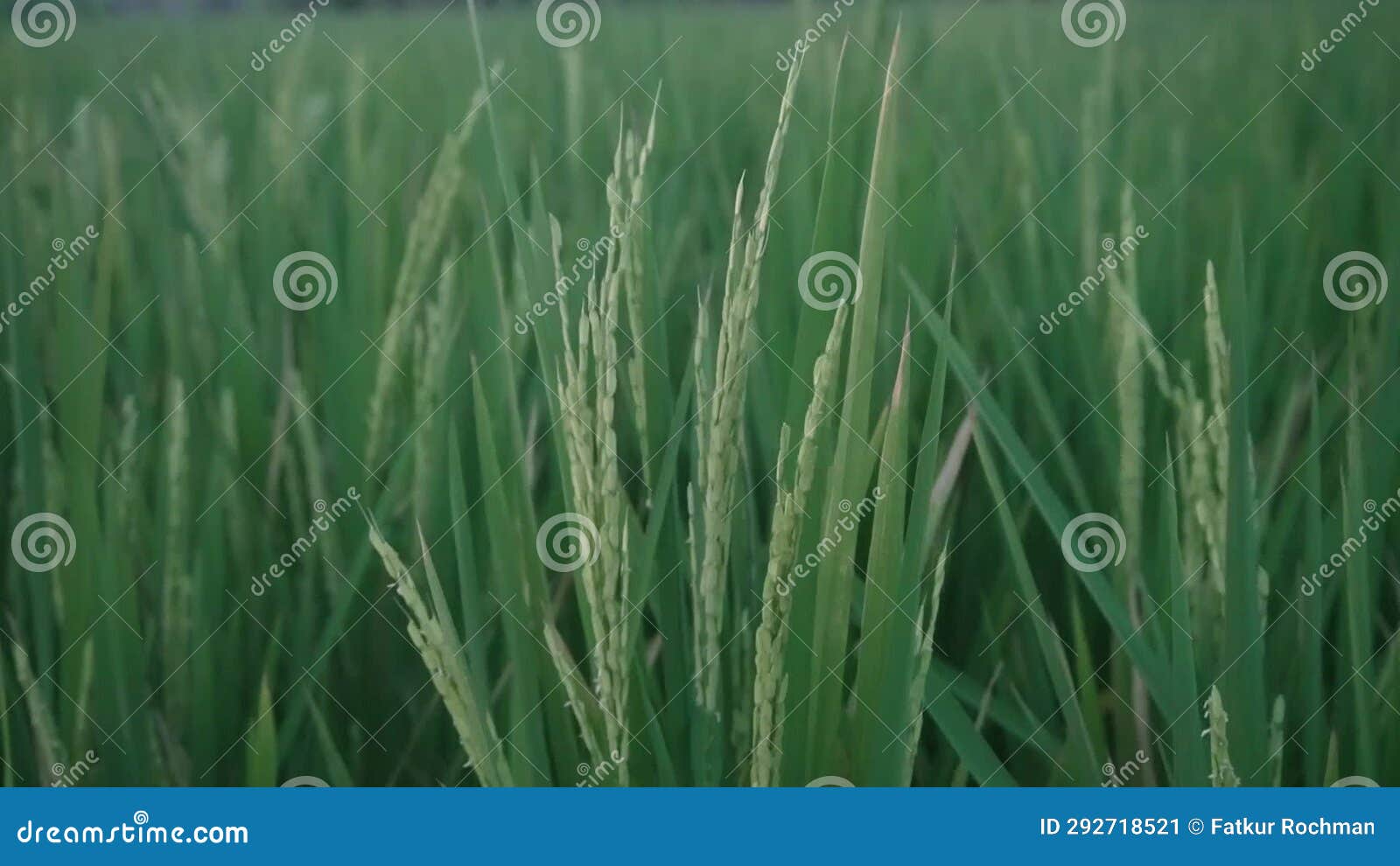 Green Rice Fields with Young Rice Grains Blowing in the Dramatic Wind ...