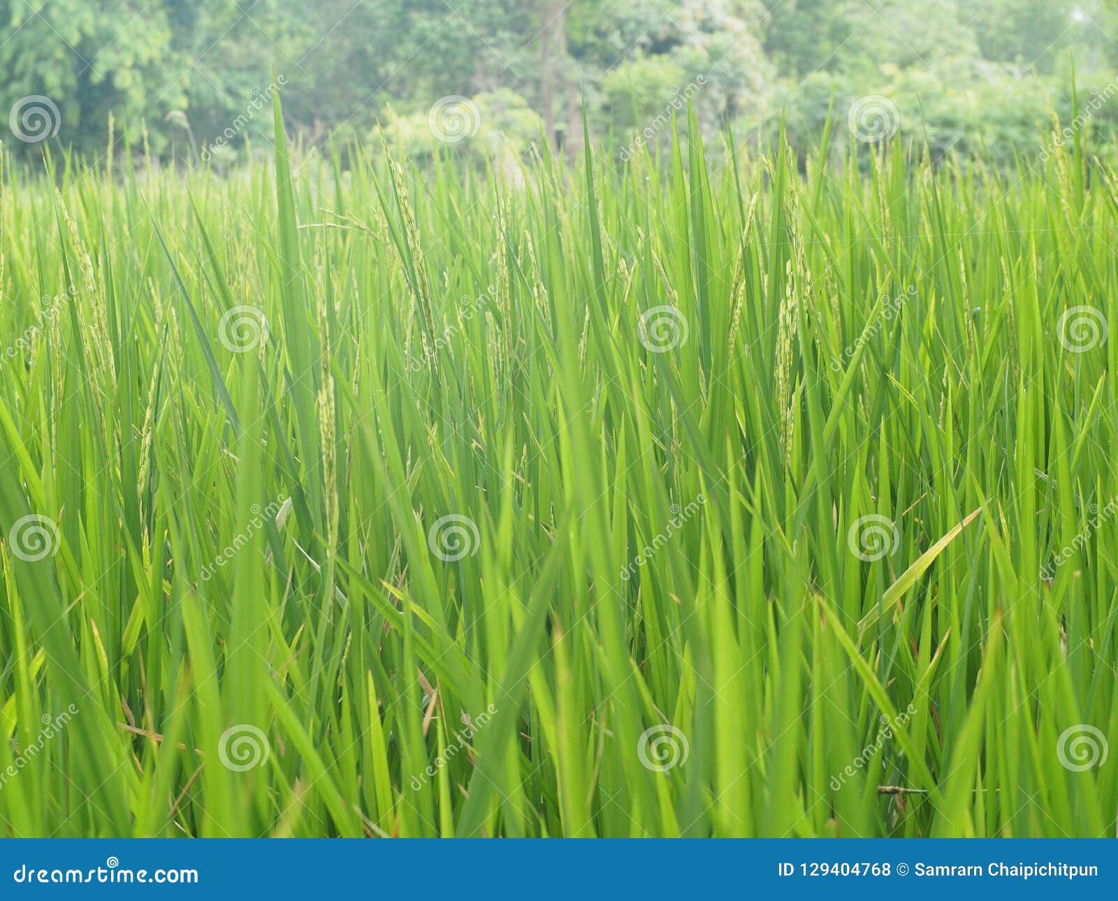 Green Rice File before Harvest in Summer Stock Photo - Image of ...