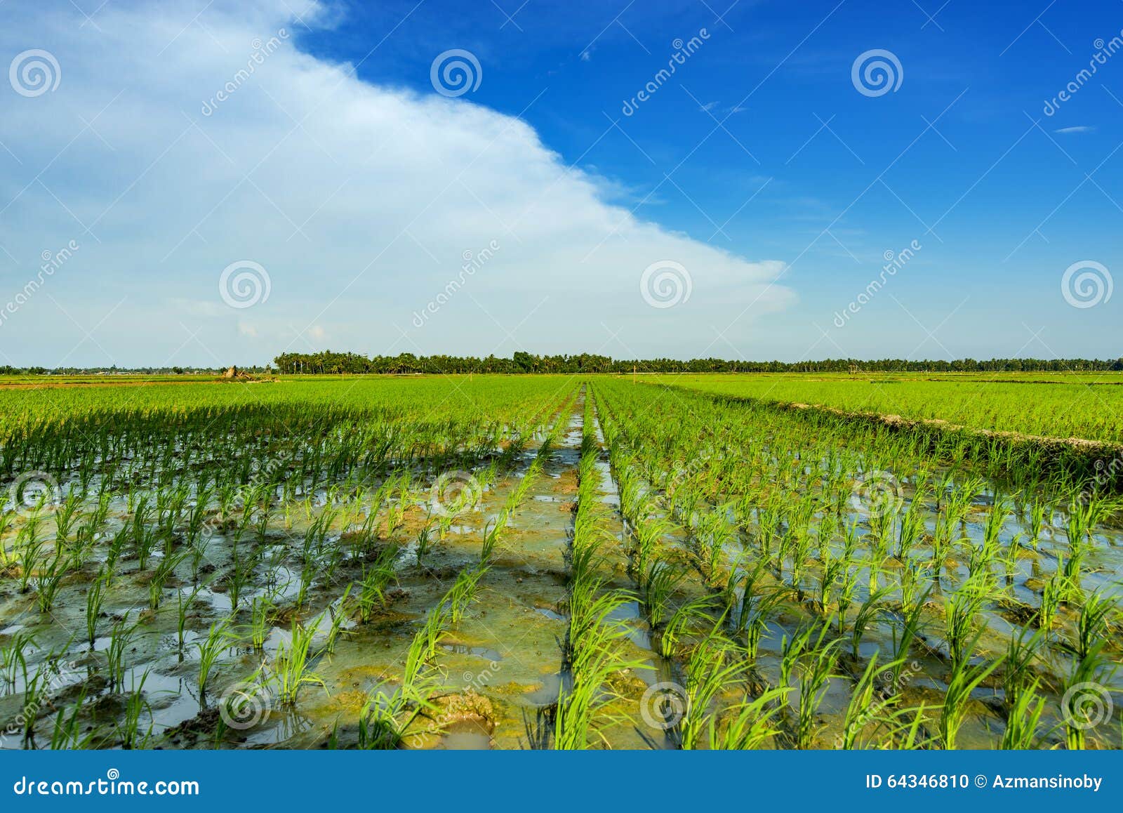 Green rice filed stock photo. Image of nature, outdoor - 64346810