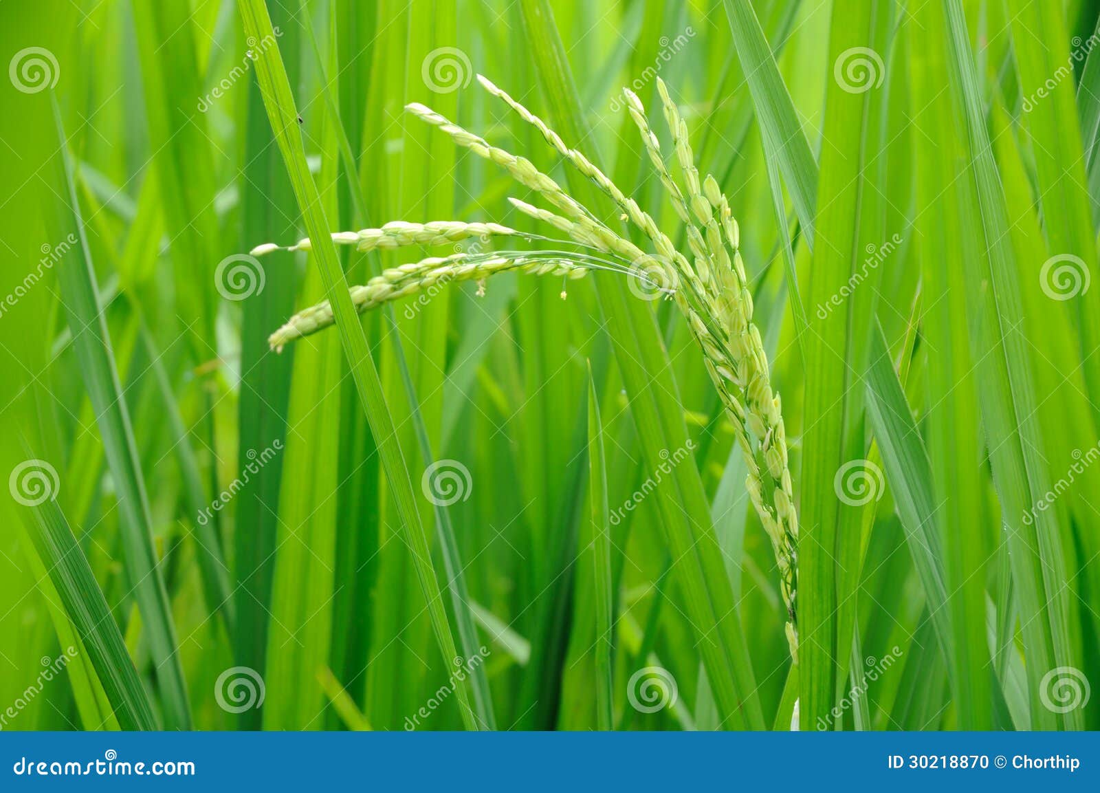 Rice stock photo. Image of damselfly, leaf, nature, green - 30218870