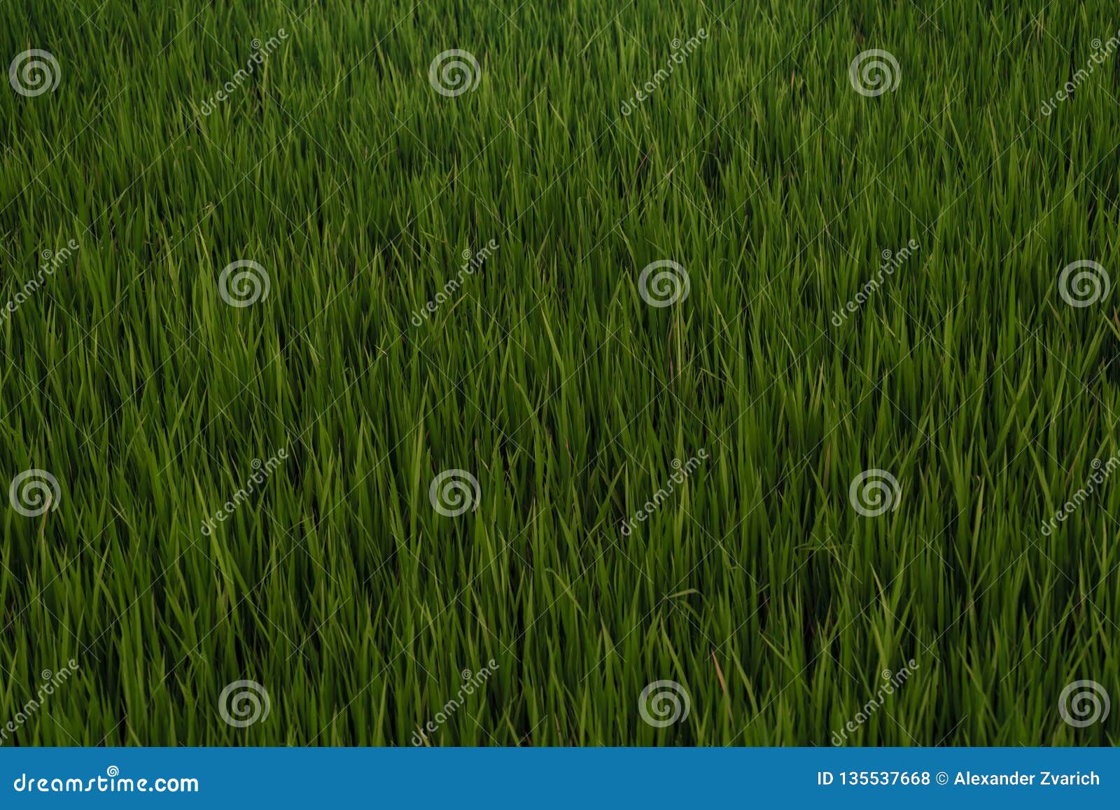 Green Rice Grass Texture Background Stock Photo - Image of agriculture ...