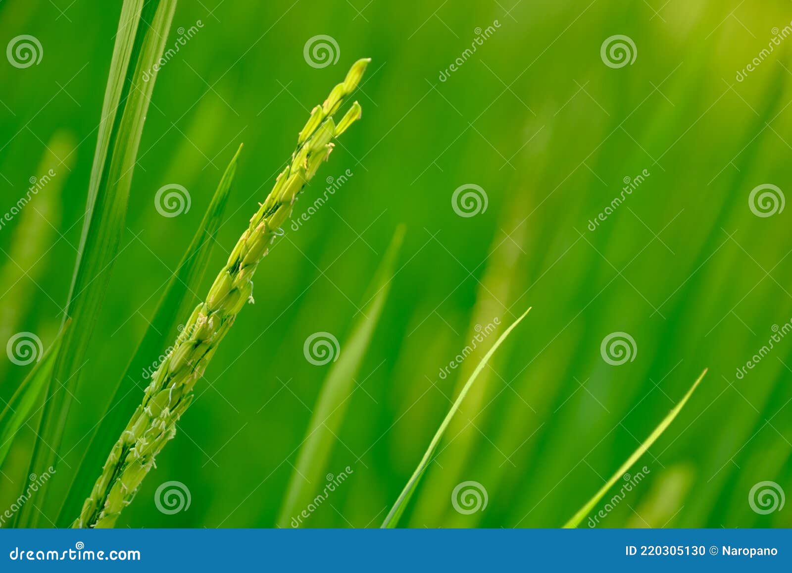 Green Rice Growing Field in Nature Stock Photo - Image of agriculture ...