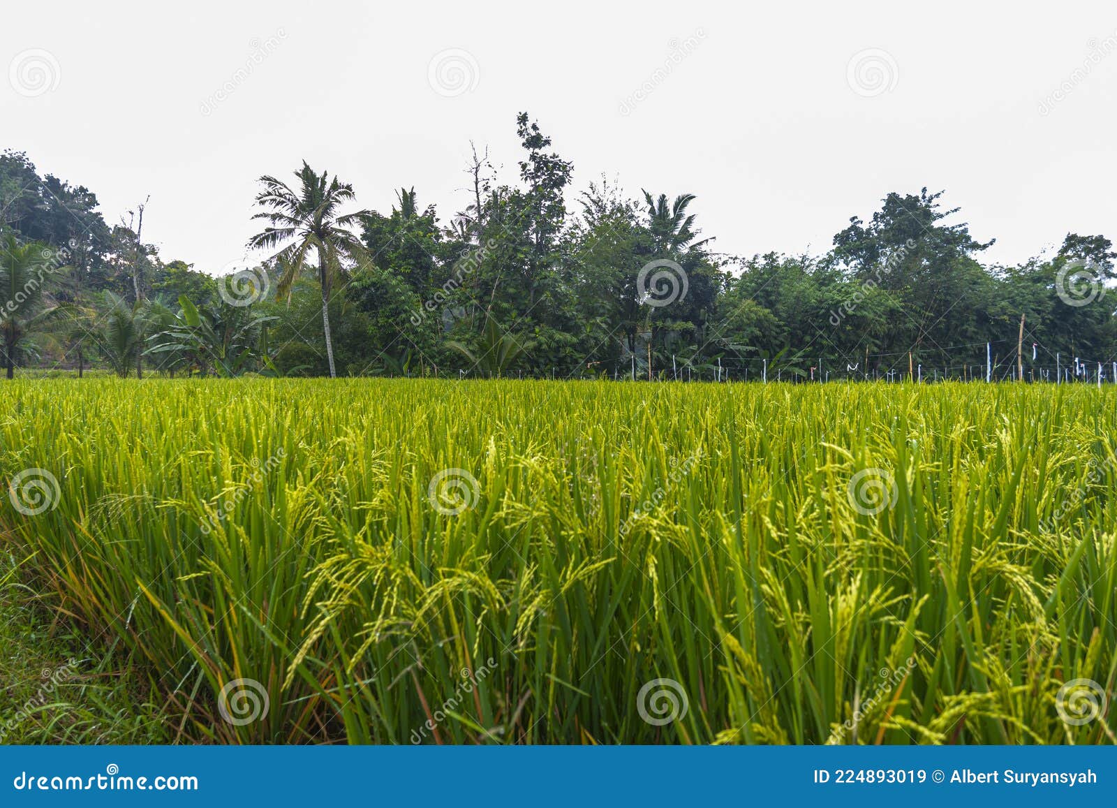 Green Rice Grows in the Middle of Rice Fields, Rice Farming Stock Image ...