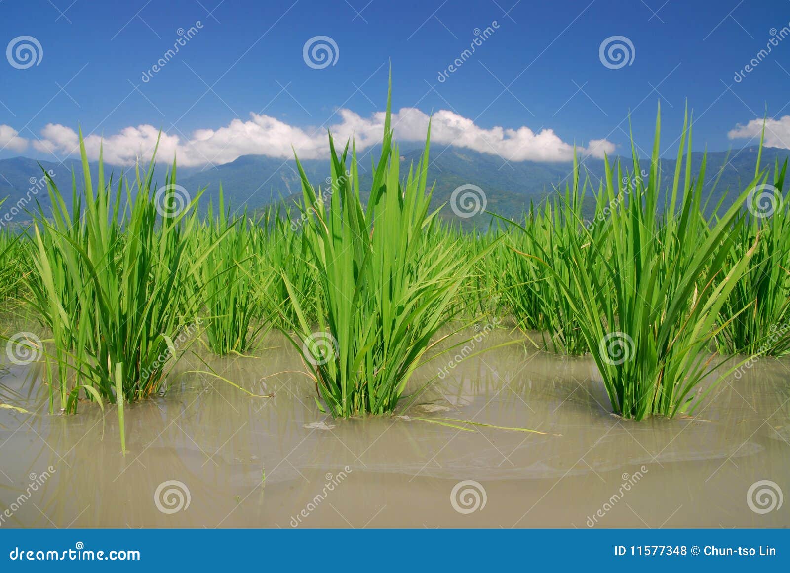 It is a Green Rice Land Background. Stock Photo - Image of fertile ...