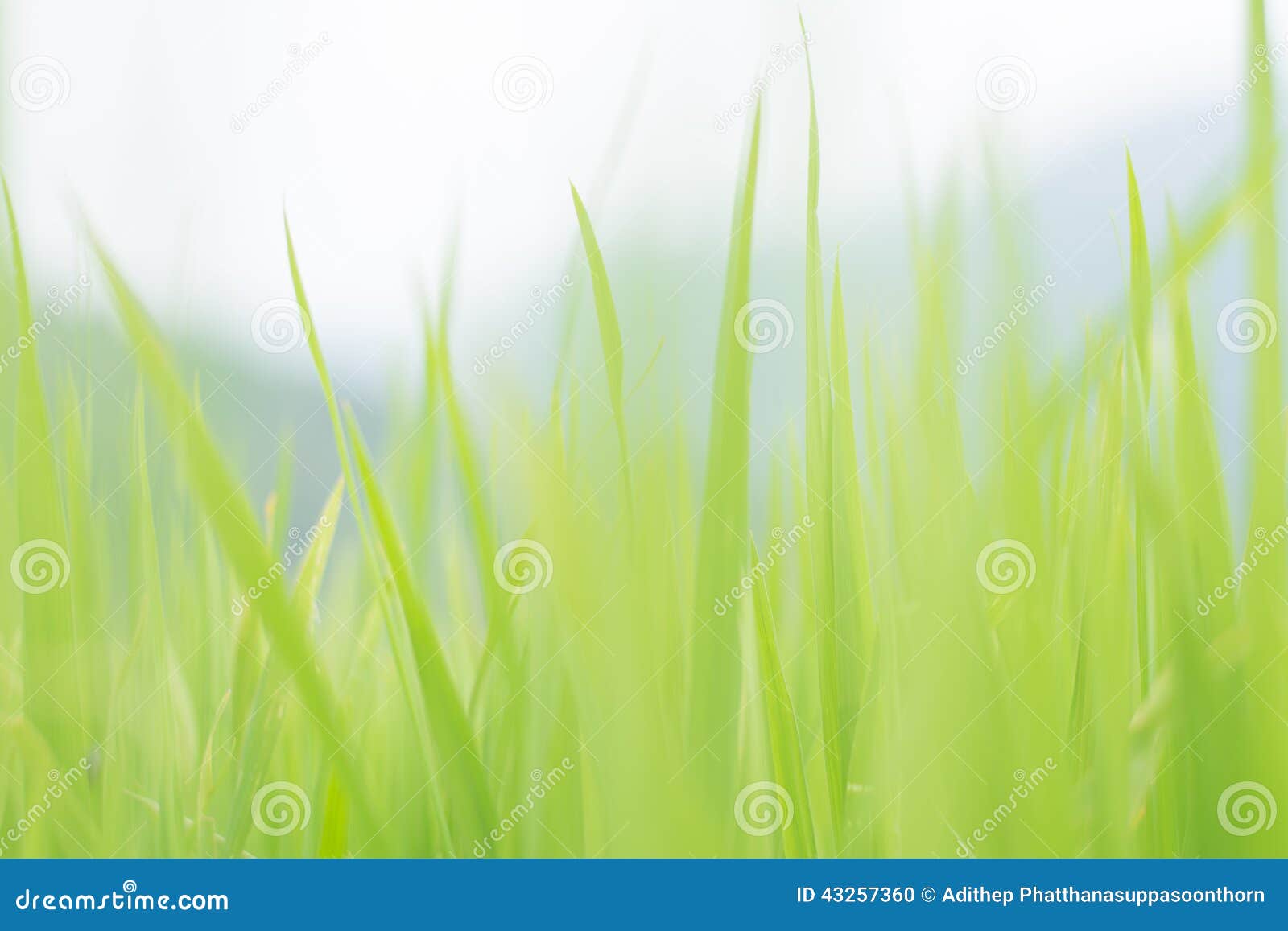 Rice Leaf Royalty-Free Stock Photo | CartoonDealer.com #40321407