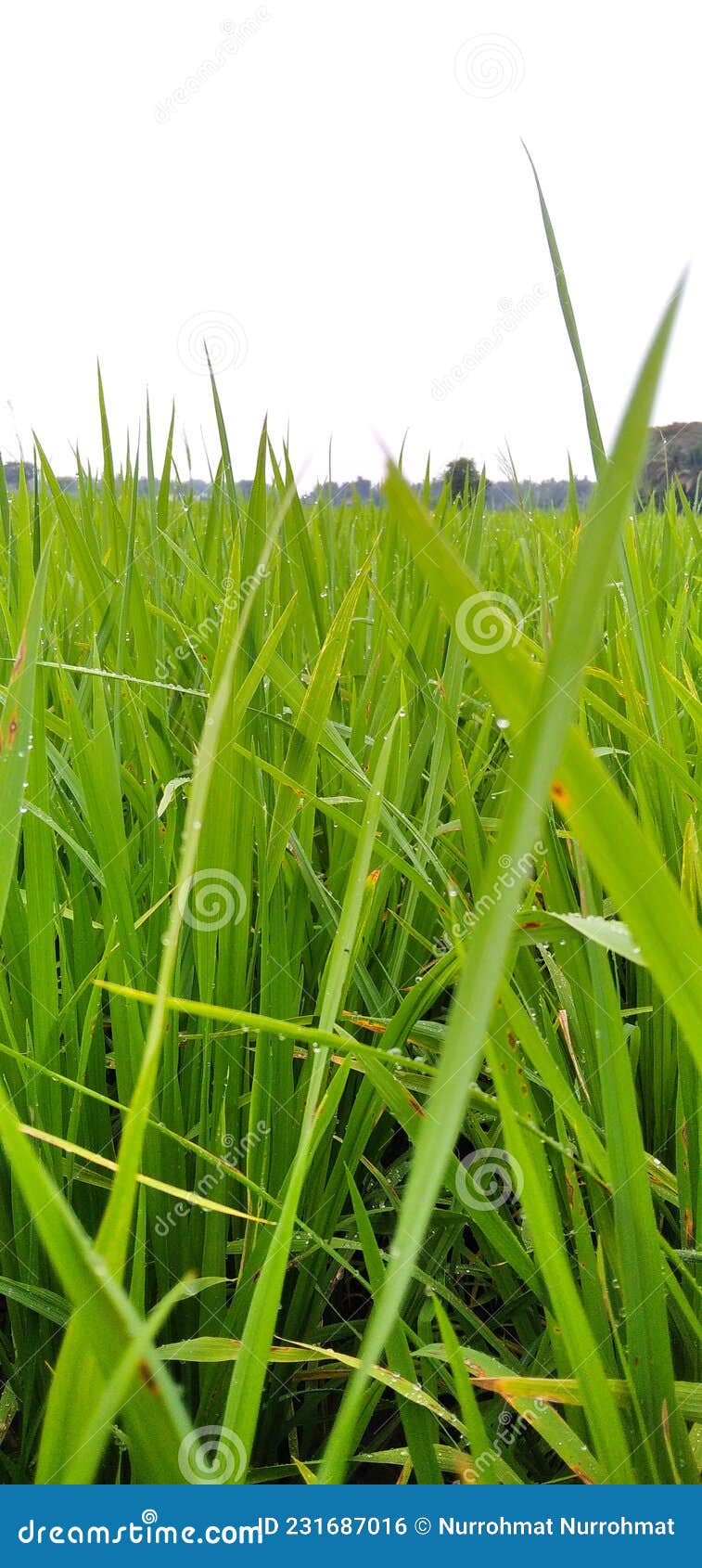 Green rice leaves stock photo. Image of leaves, landscape - 231687016