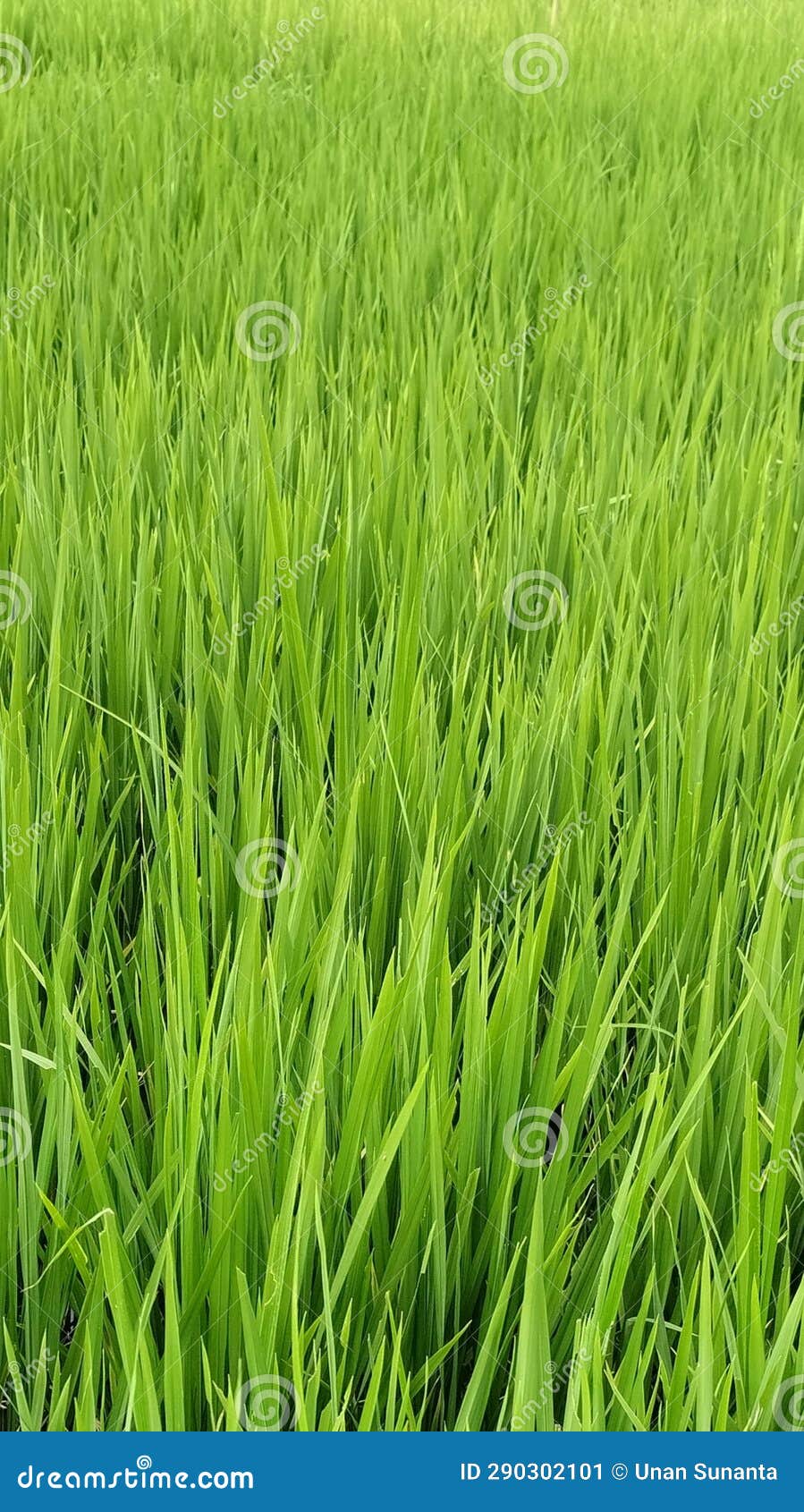 Green Rice Leaves stock image. Image of land, background - 290302101