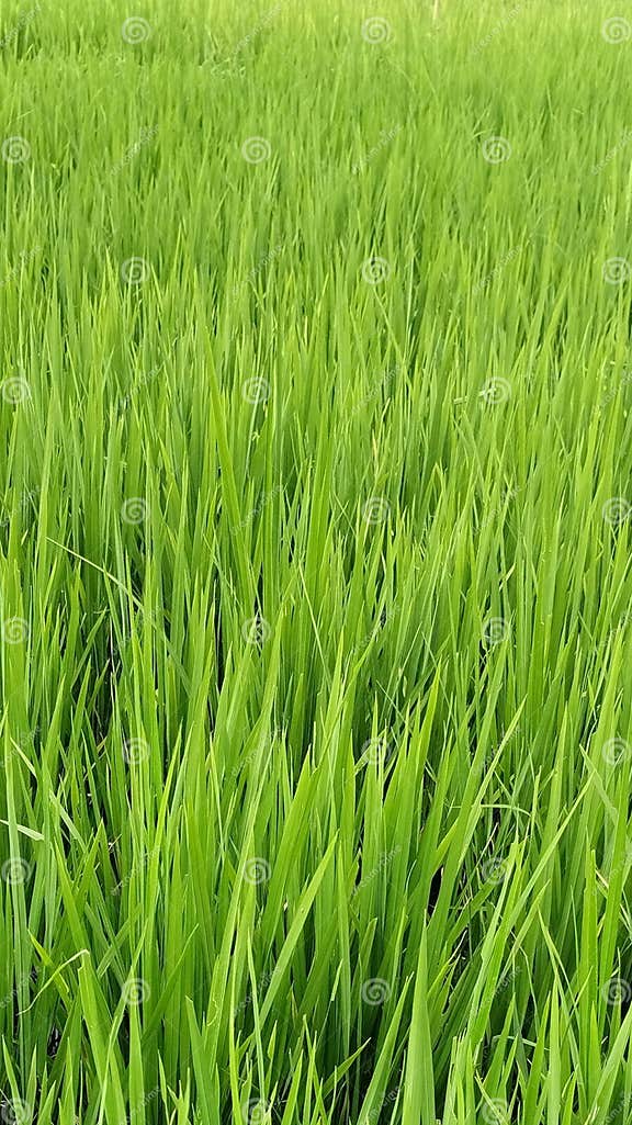 Green Rice Leaves stock image. Image of land, background - 290302101
