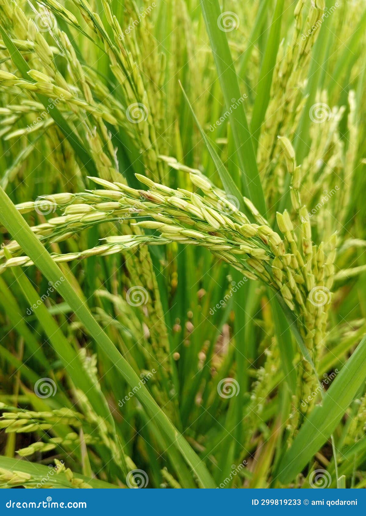 The Green Rice Leaves Make it Stunning Stock Image - Image of leaves ...