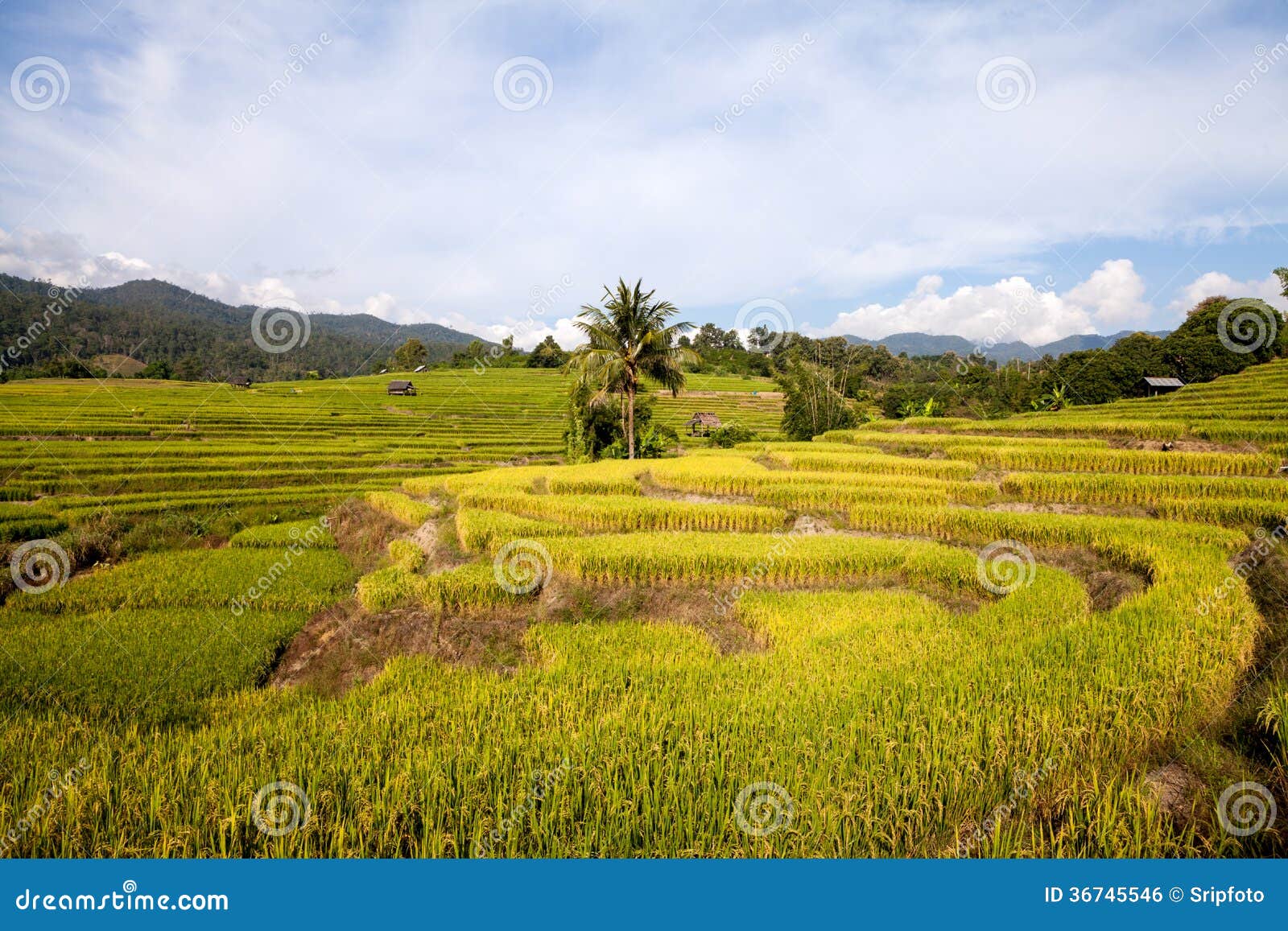 Green rice paddy field stock photo. Image of nature, crop - 36745546