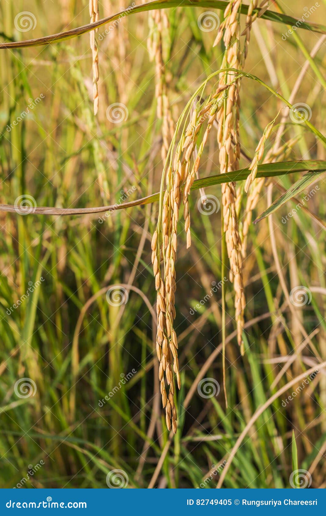 Green Rice Paddy in the Field Rice. Stock Image - Image of leaf, autumn ...