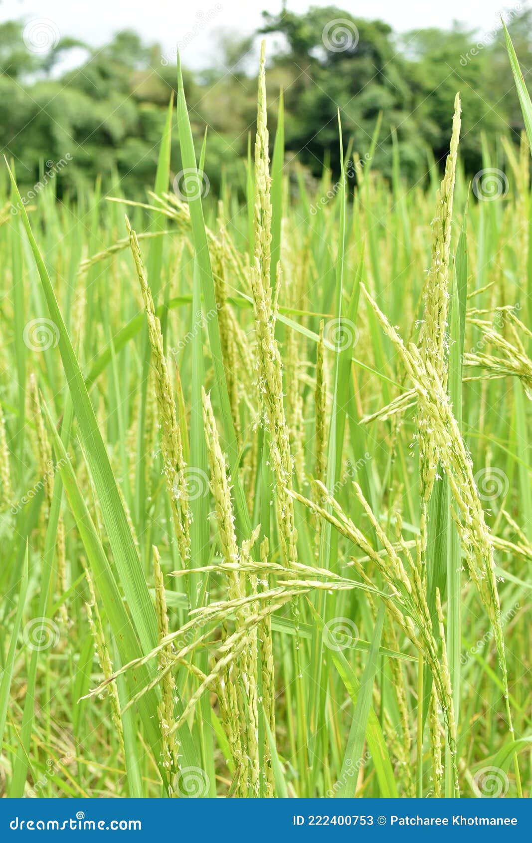 Green Rice in the Paddy Field Stock Image - Image of field, agriculture ...