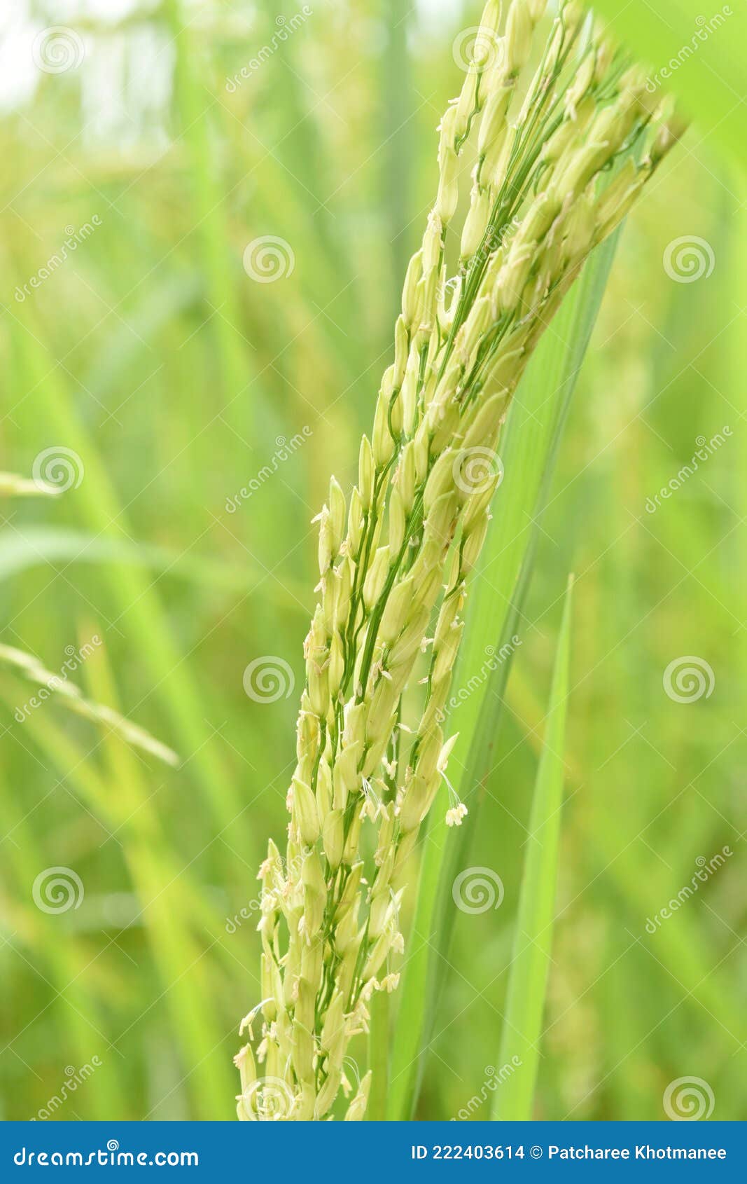 Green Rice in the Paddy Field Stock Photo - Image of thailand ...