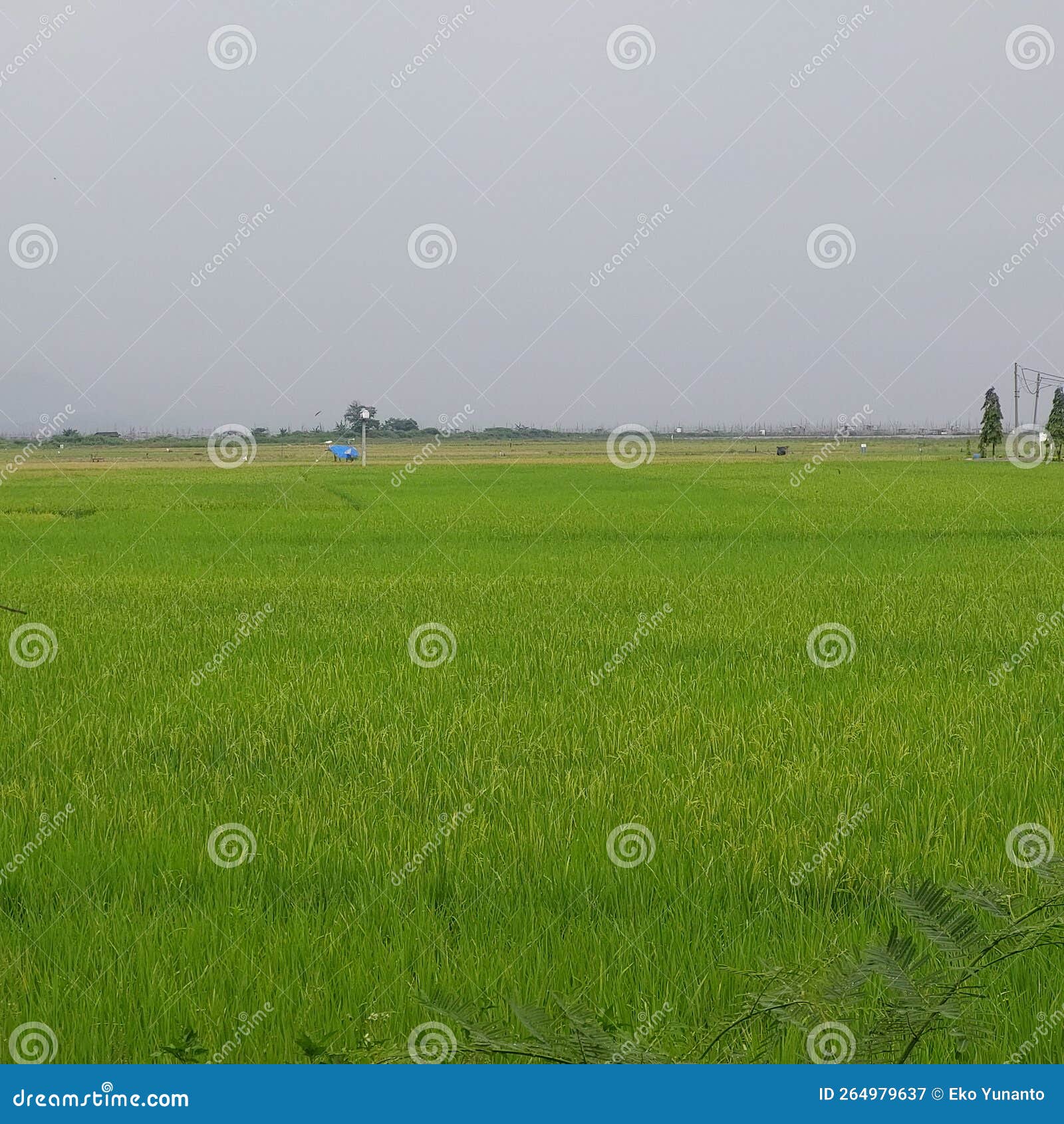 Green rice in paddy fields stock image. Image of grassland - 264979637