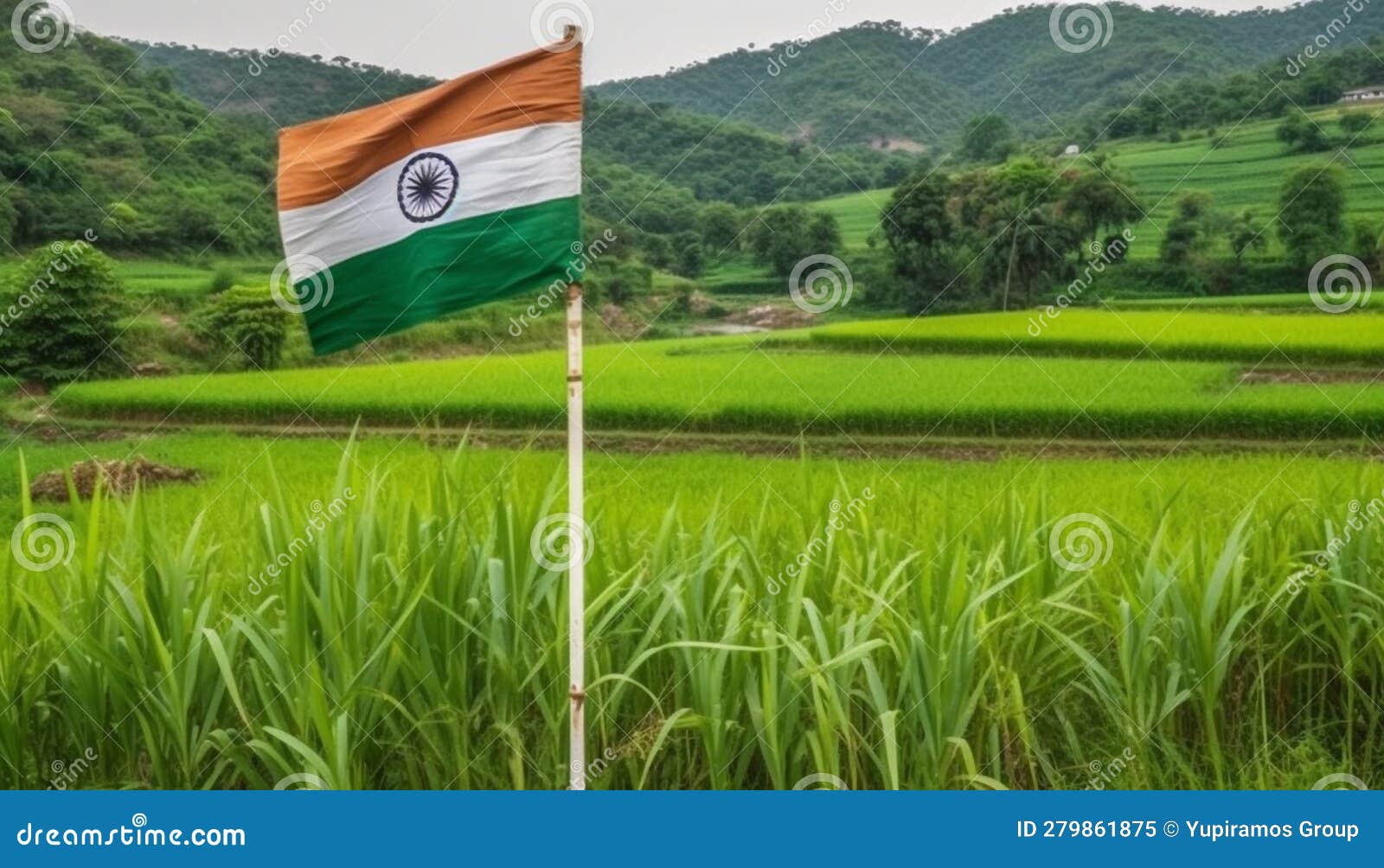 Green Rice Paddy Growth in Tranquil Rural Landscape Scenery Generated ...
