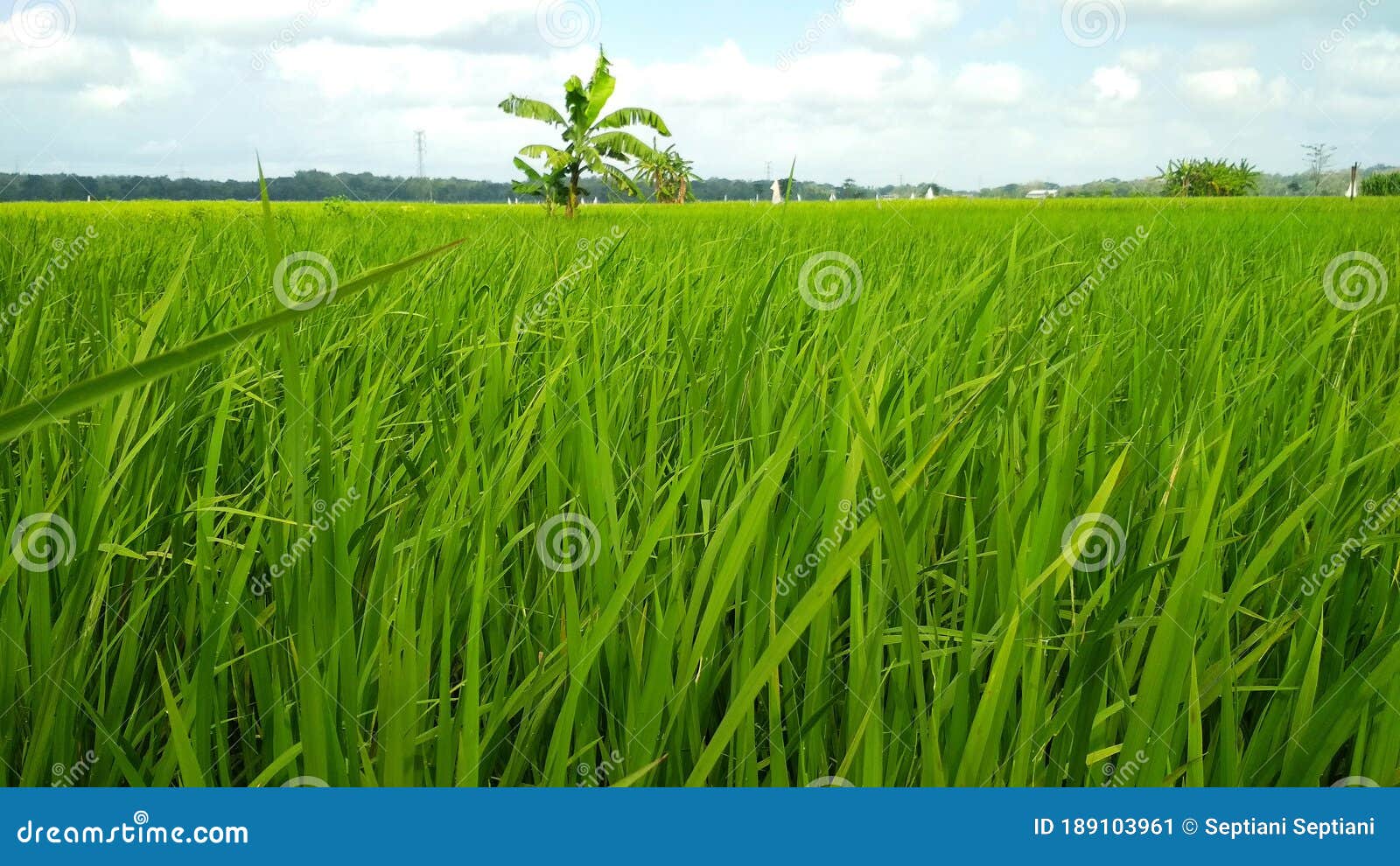 Green rice plant stock image. Image of font, presentation - 189103961
