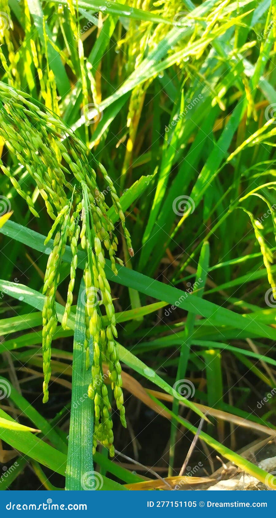 Green rice plant stock image. Image of crop, herb, nature - 277151105