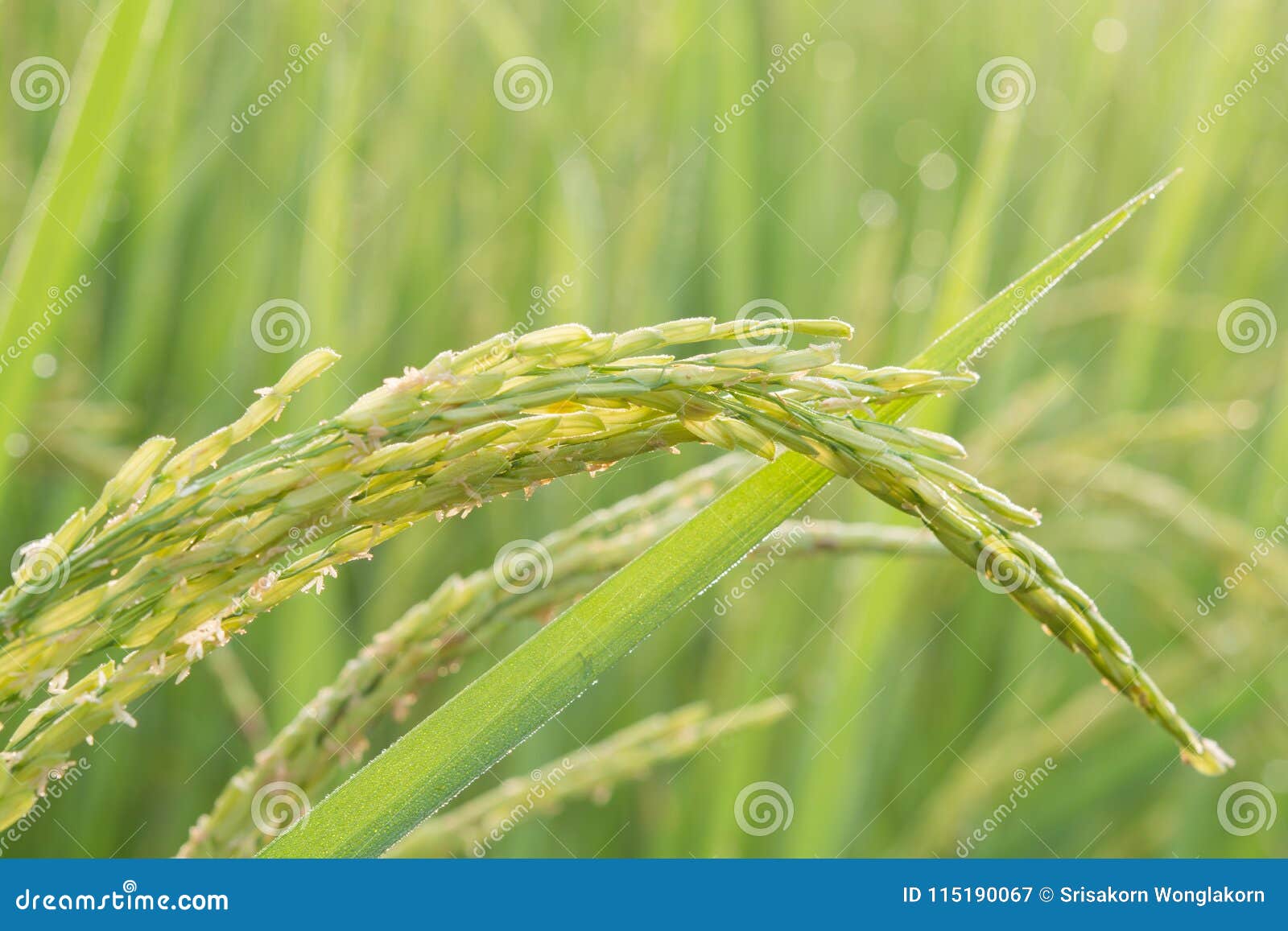Green rice plant stock image. Image of close, crop, bright - 115190067